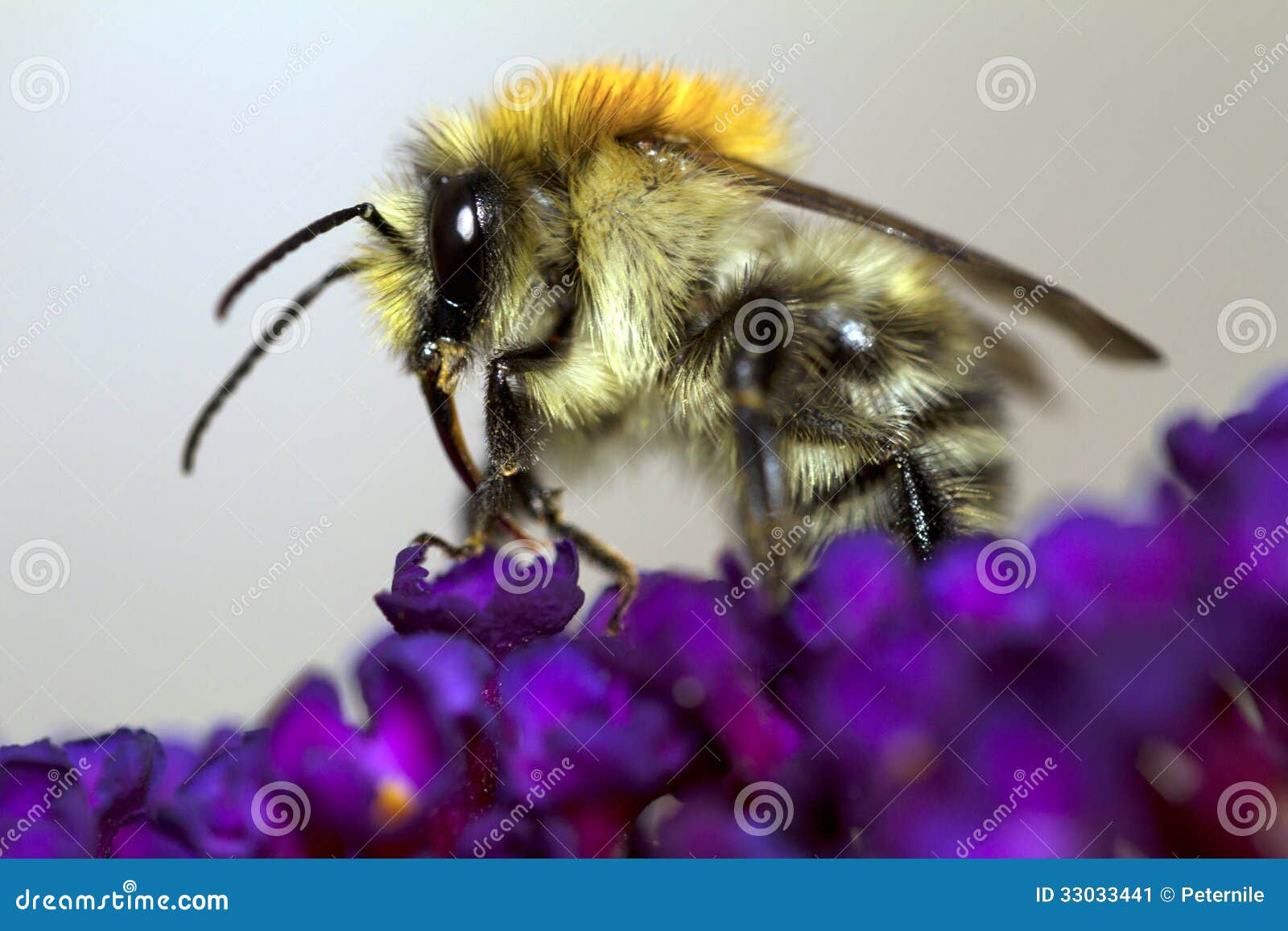 Bumblebee on purple flower stock image. Image of pollen - 33033441