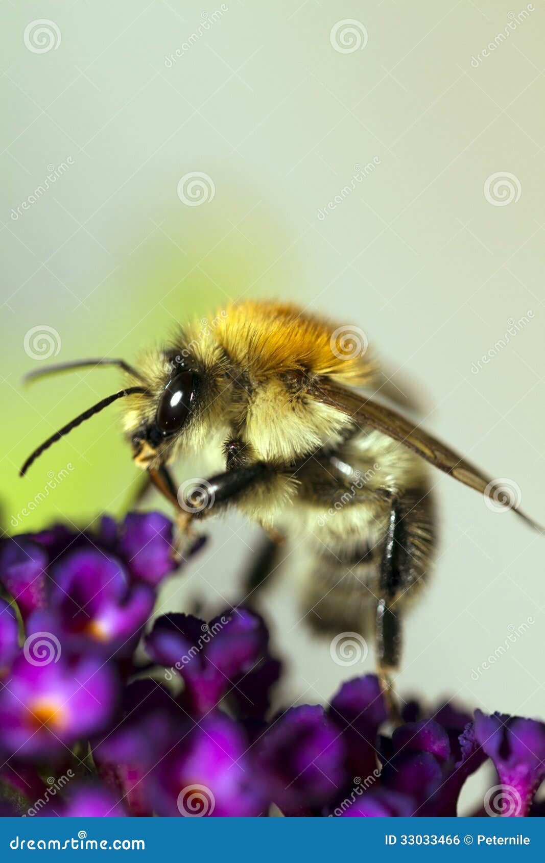 Bumblebee on purple flower stock photo. Image of insect - 33033466