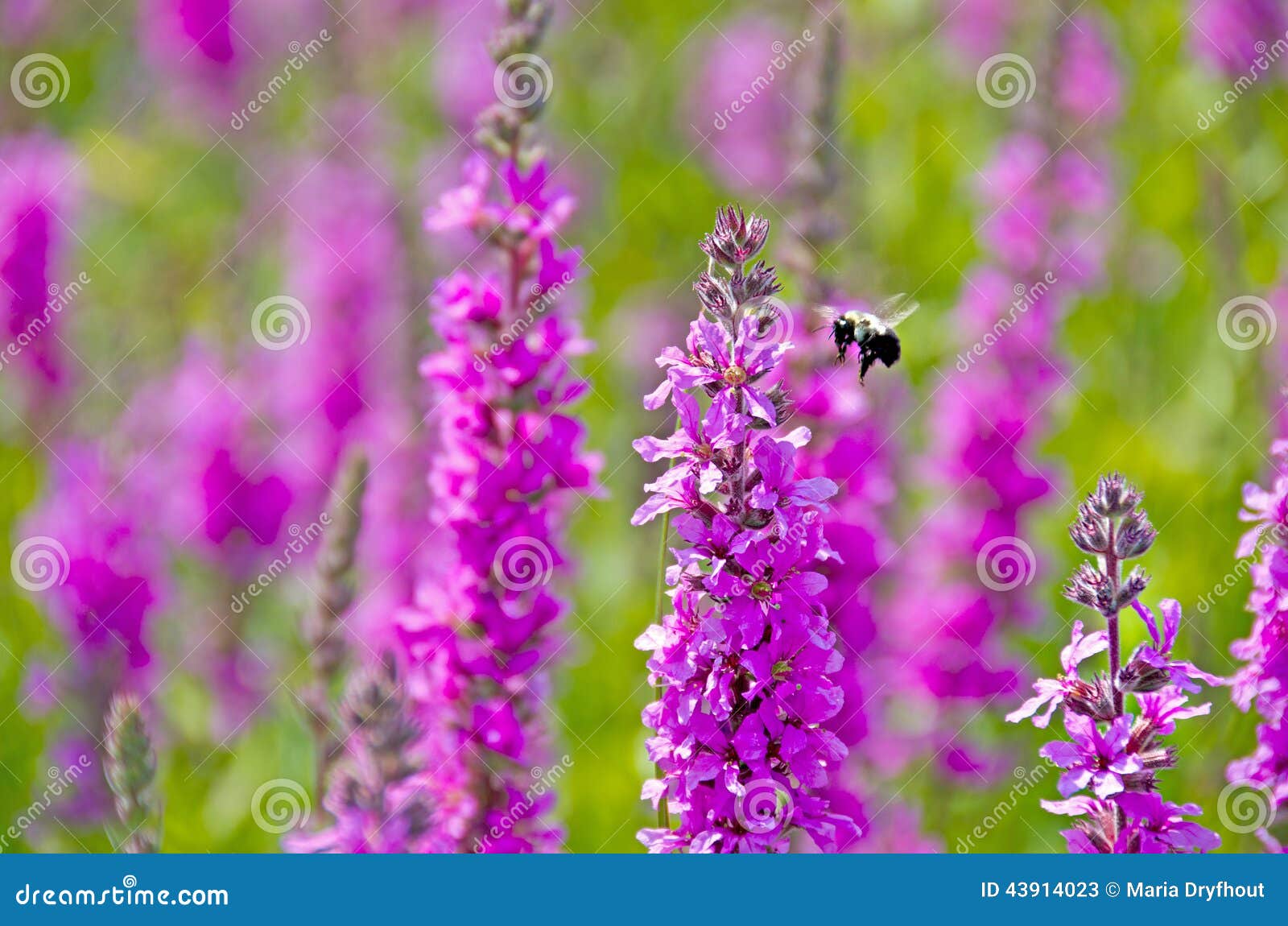 Bumblebee with Purple Loosestrife Stock Image - Image of wildlife ...