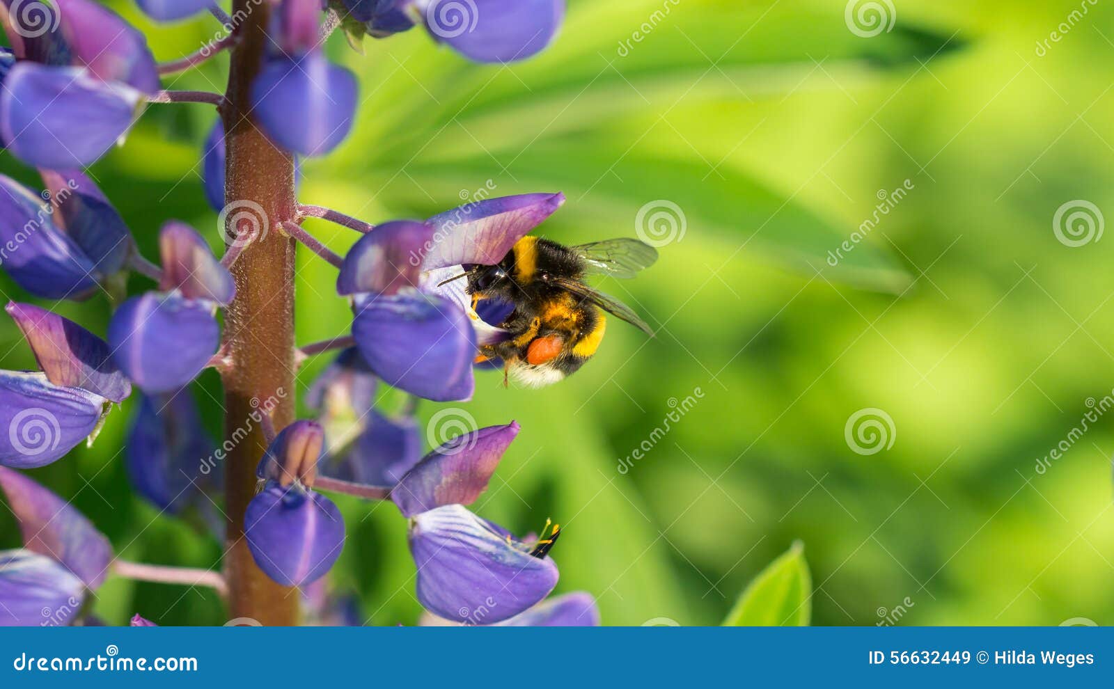 Bumblebee with a Purple Lupine Stock Image - Image of greeting ...