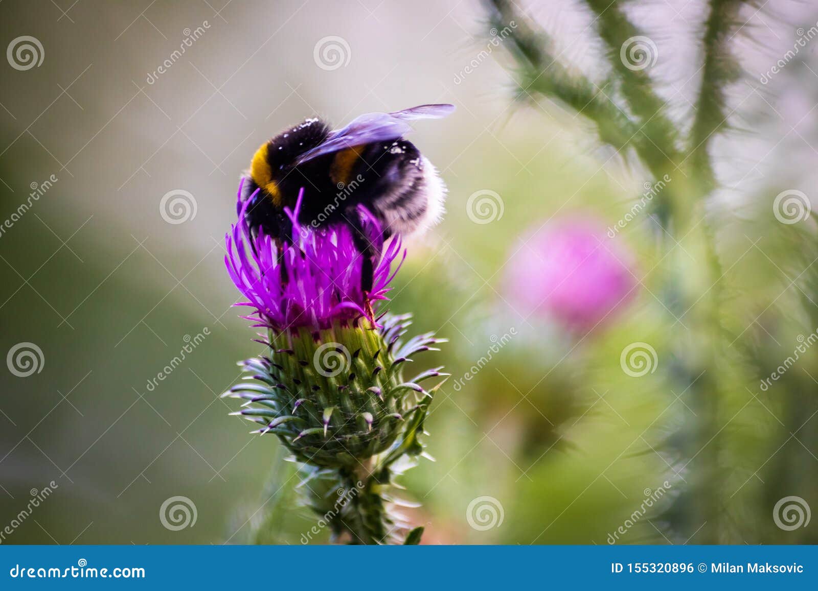 Bumblebee on a Purple Thistle Collecting Pollen Stock Photo - Image of ...