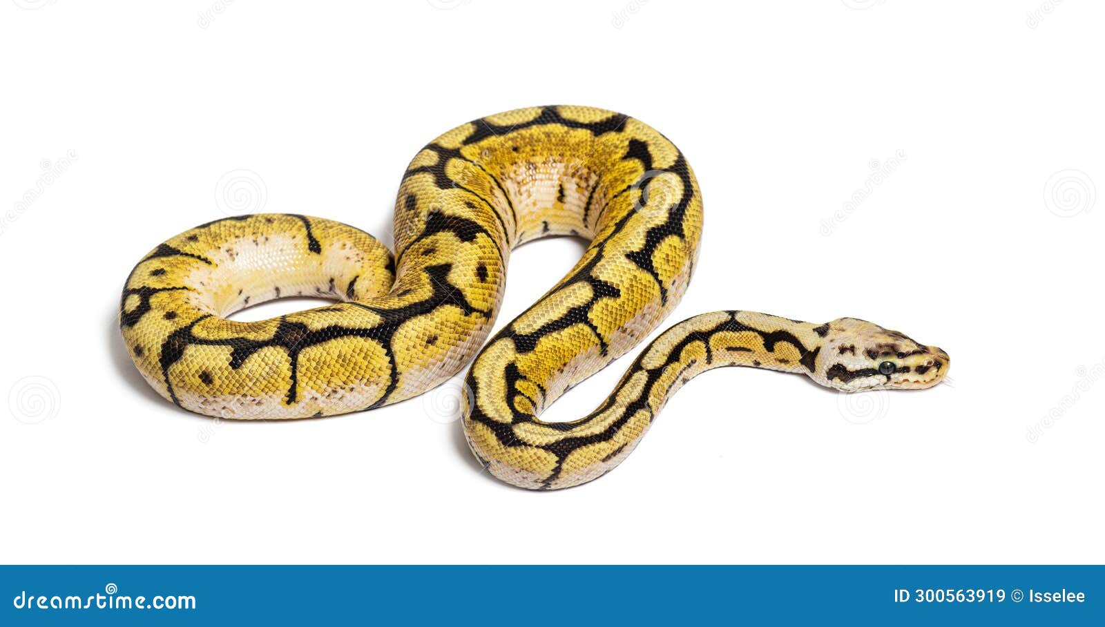 Bumblebee Python Regius, Isolated on White Stock Image - Image of ...