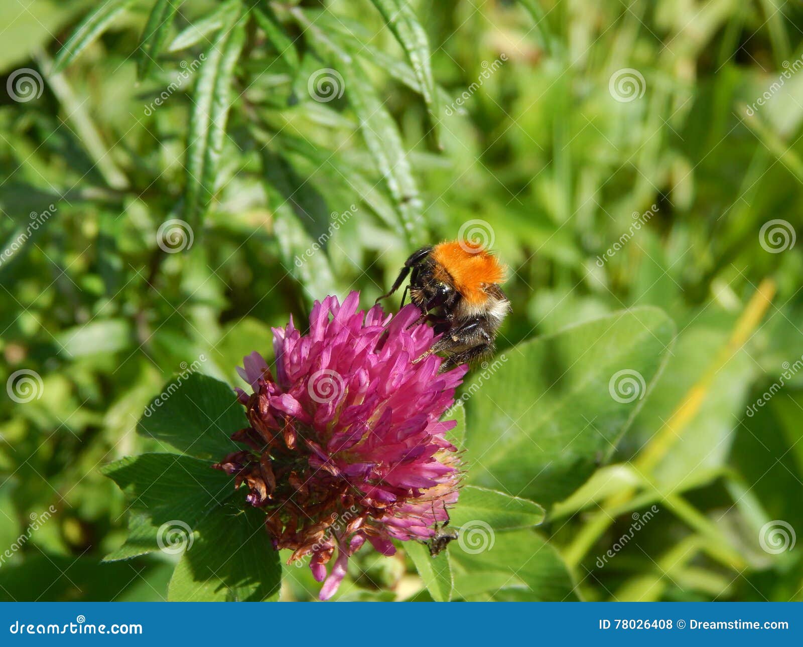 Bumblebee on red clover stock photo. Image of nature - 78026408