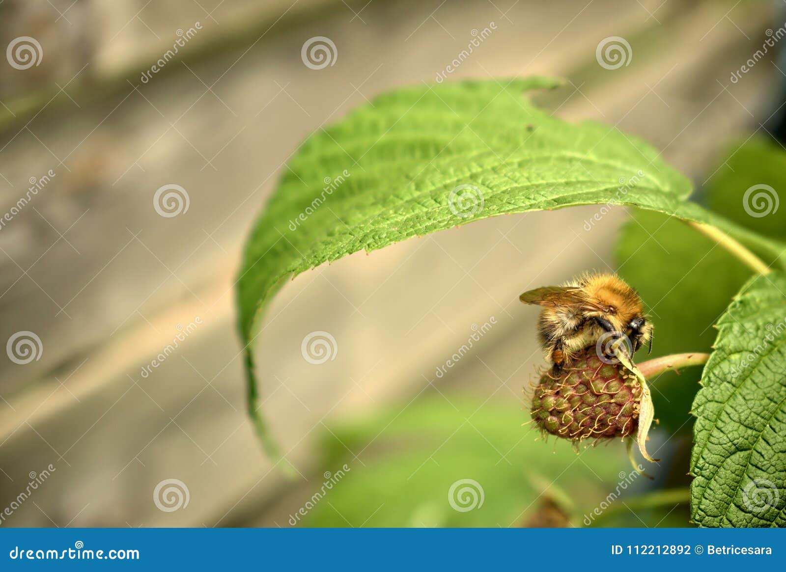 Resting brown bumblebee. stock photo. Image of blur - 112212892