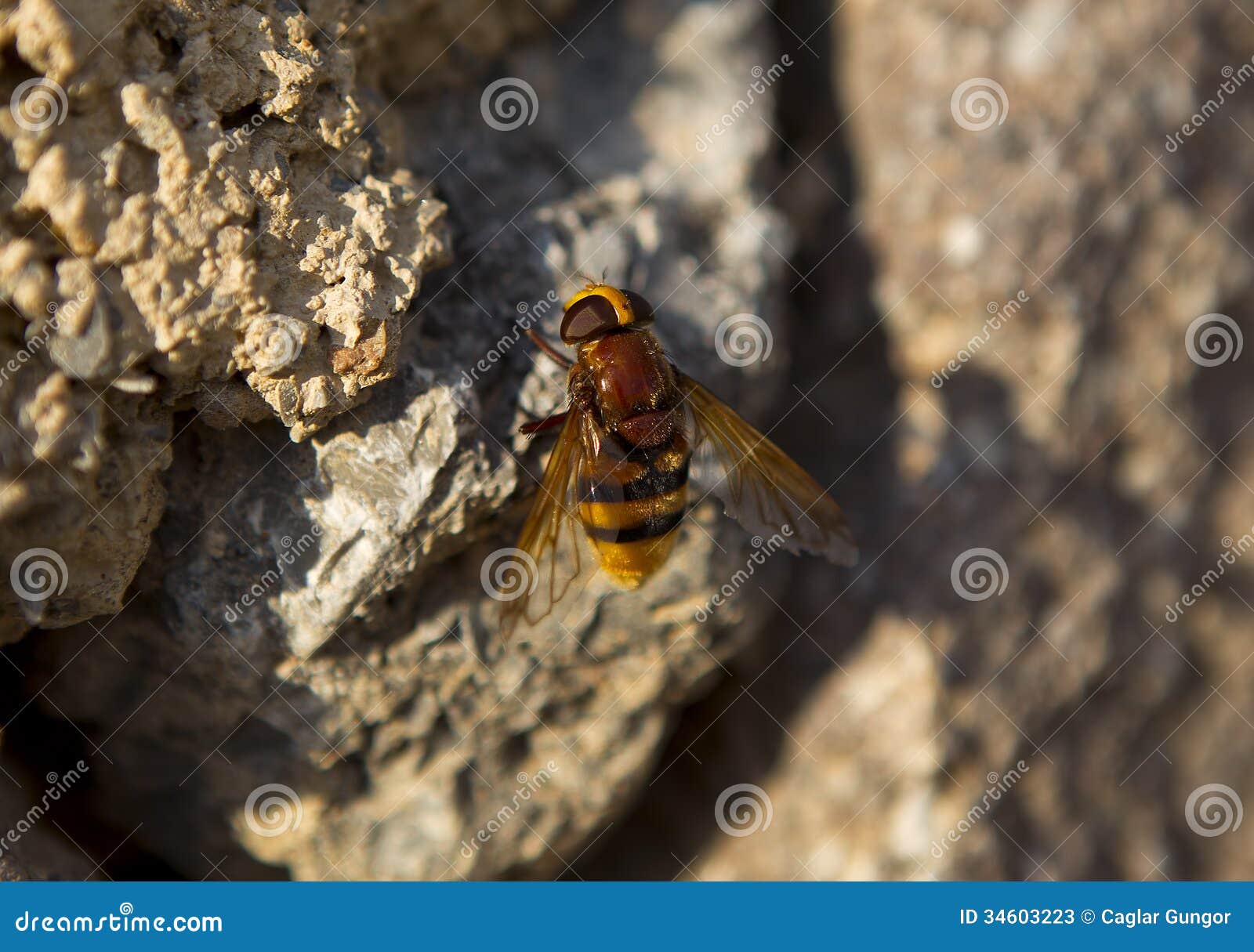 Bumblebee on a Rock stock image. Image of rock, nature - 34603223