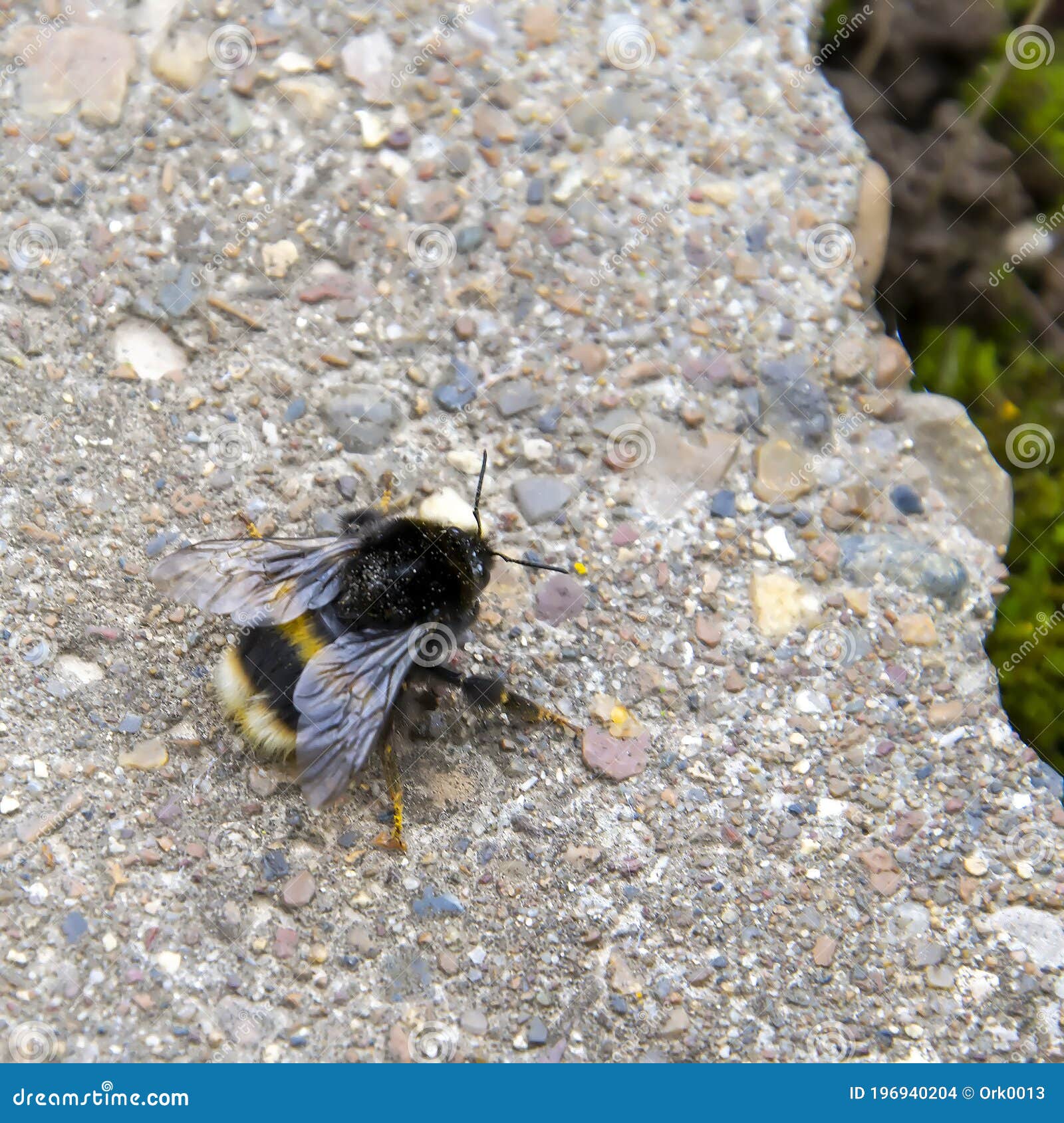 Bumblebee on a rock stock photo. Image of drawing, black - 196940204