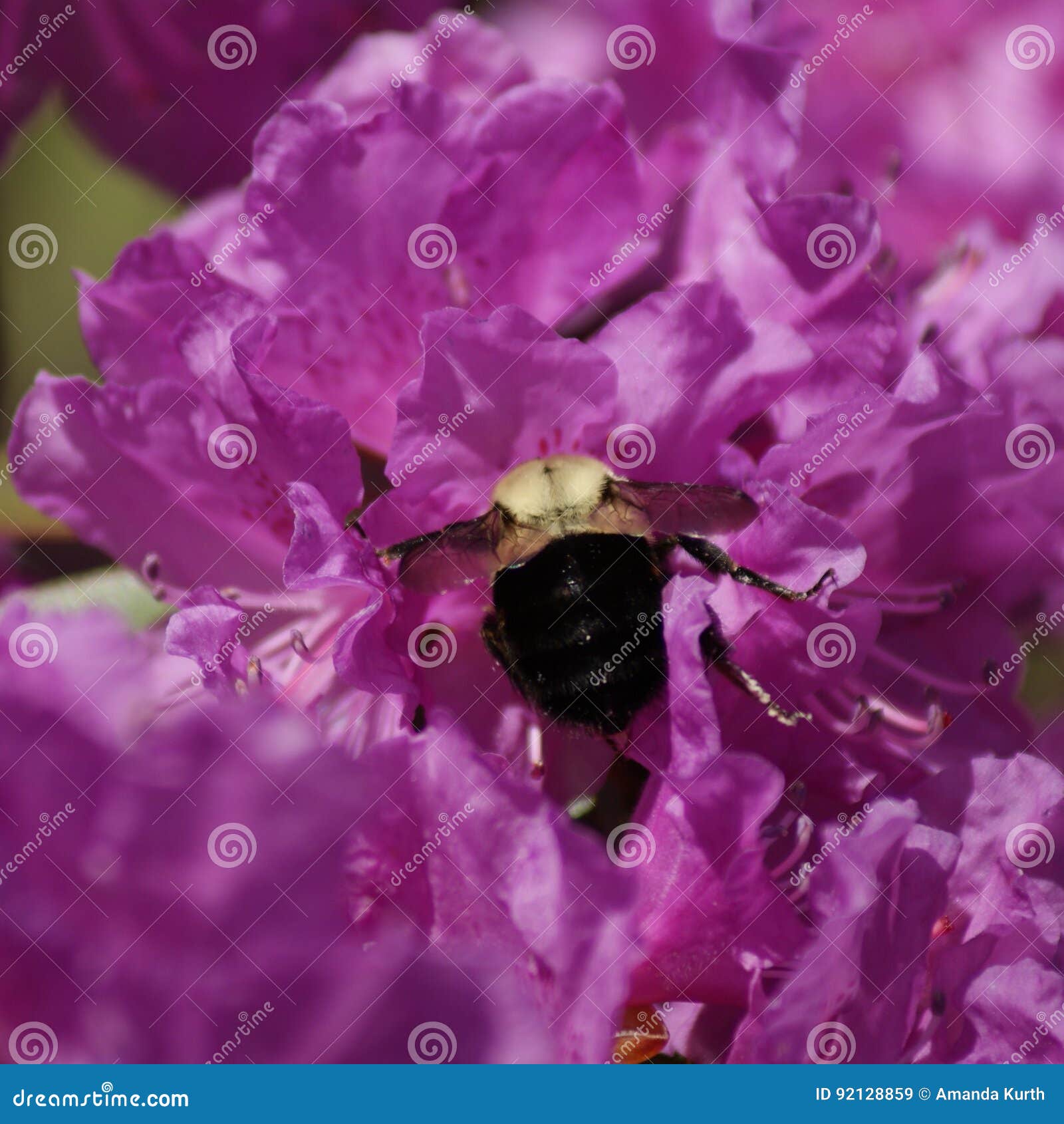Bumblebee stock image. Image of insect, spring, flora - 92128859
