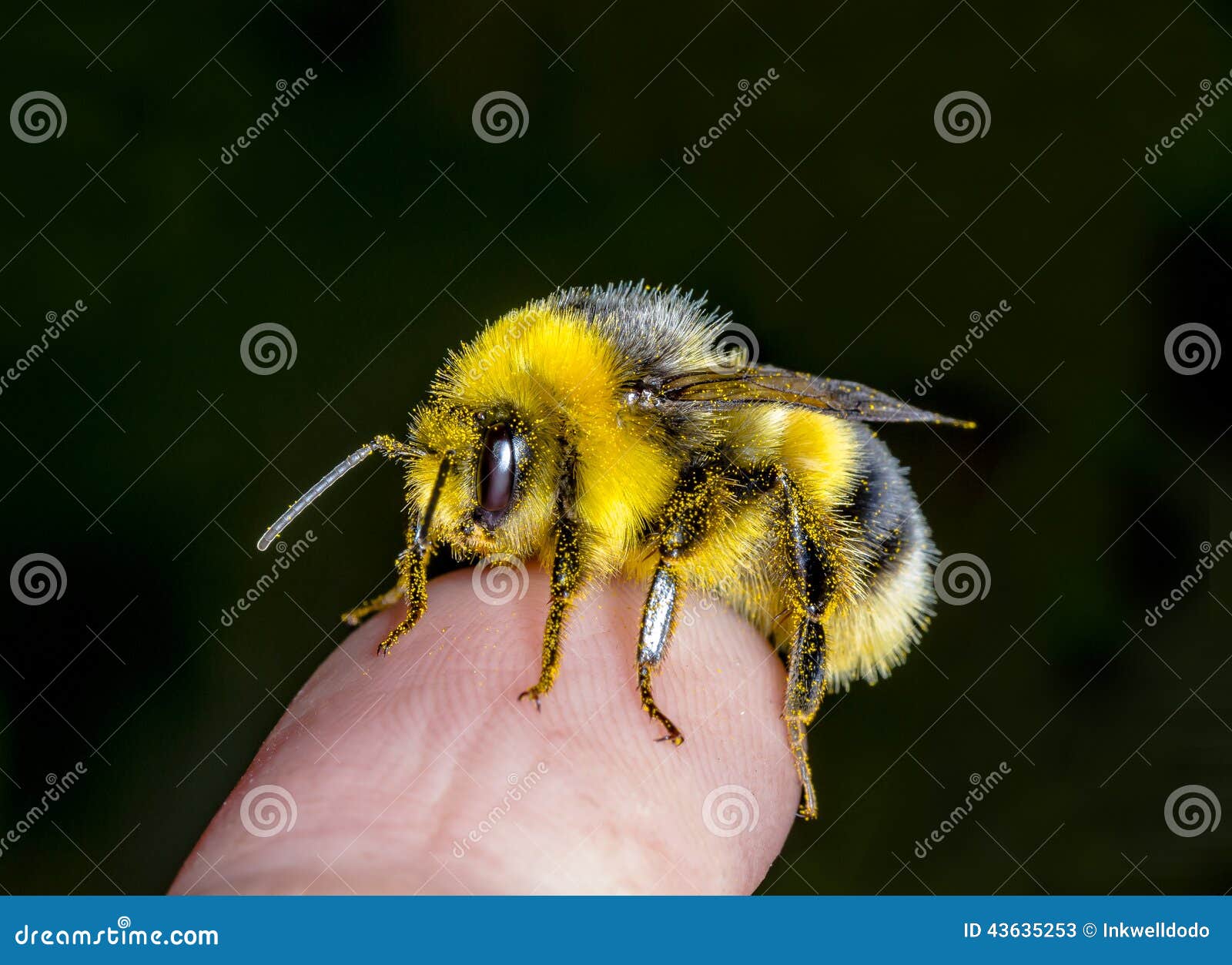 Bumblebee stock image. Image of yellow, hair, pollen - 43635253