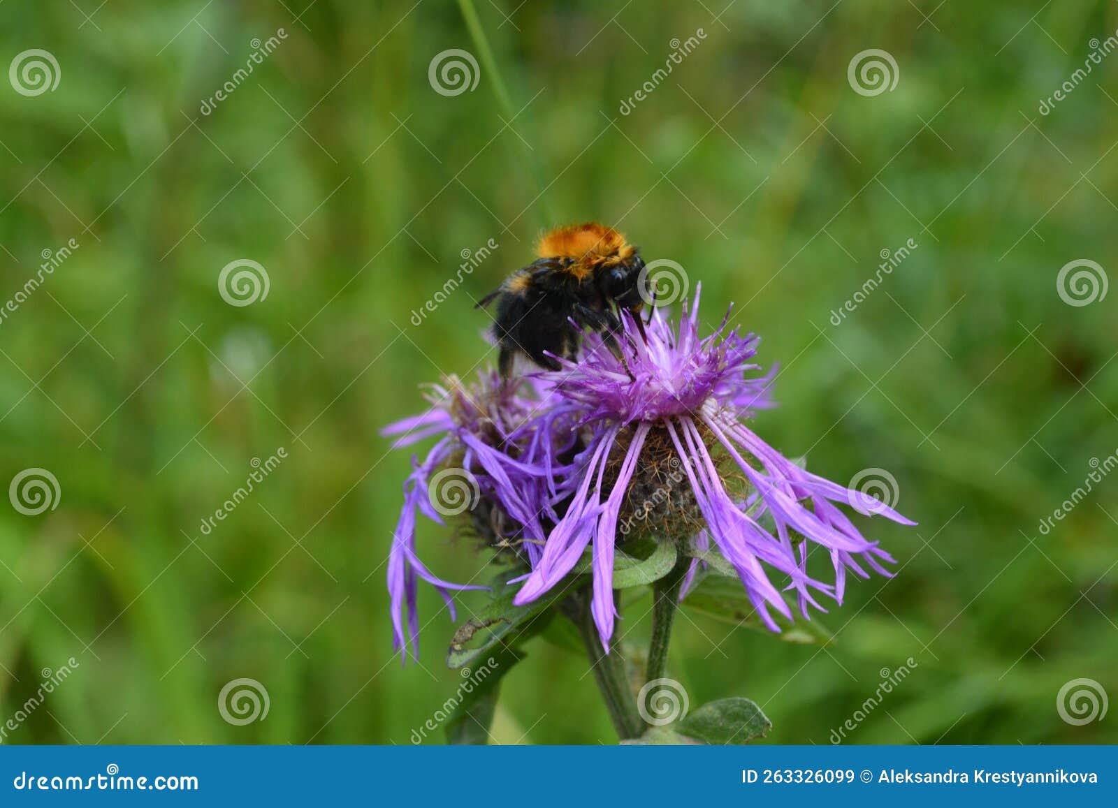 Bumblebee Sits on a Thistle Stock Image - Image of plant, thistle ...