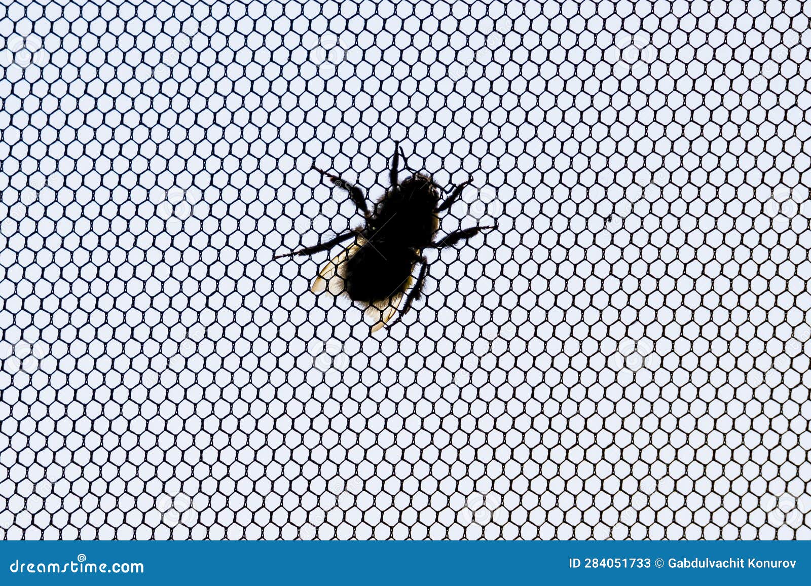 Bumblebee Sitting on the Insect Screen Stock Image - Image of grid ...