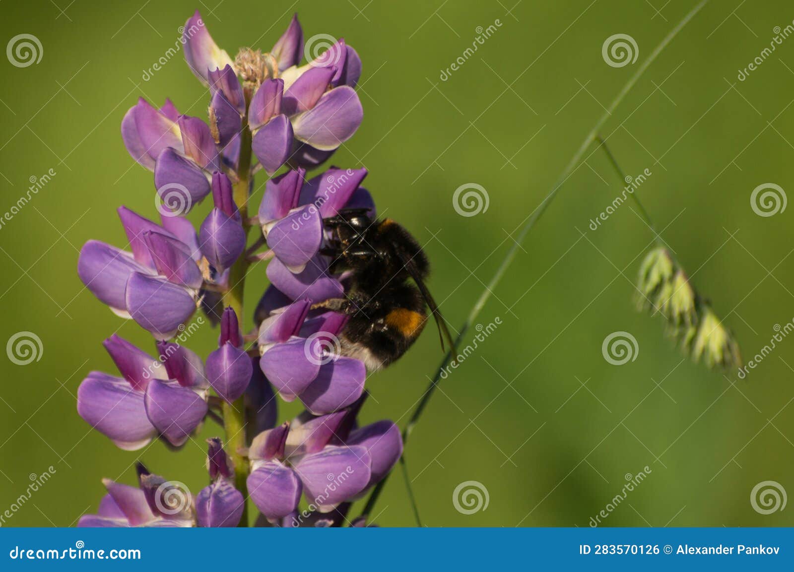 A Bumblebee Sitting on a Lupine Flower Stock Photo - Image of lupine, lupinus: 283570126