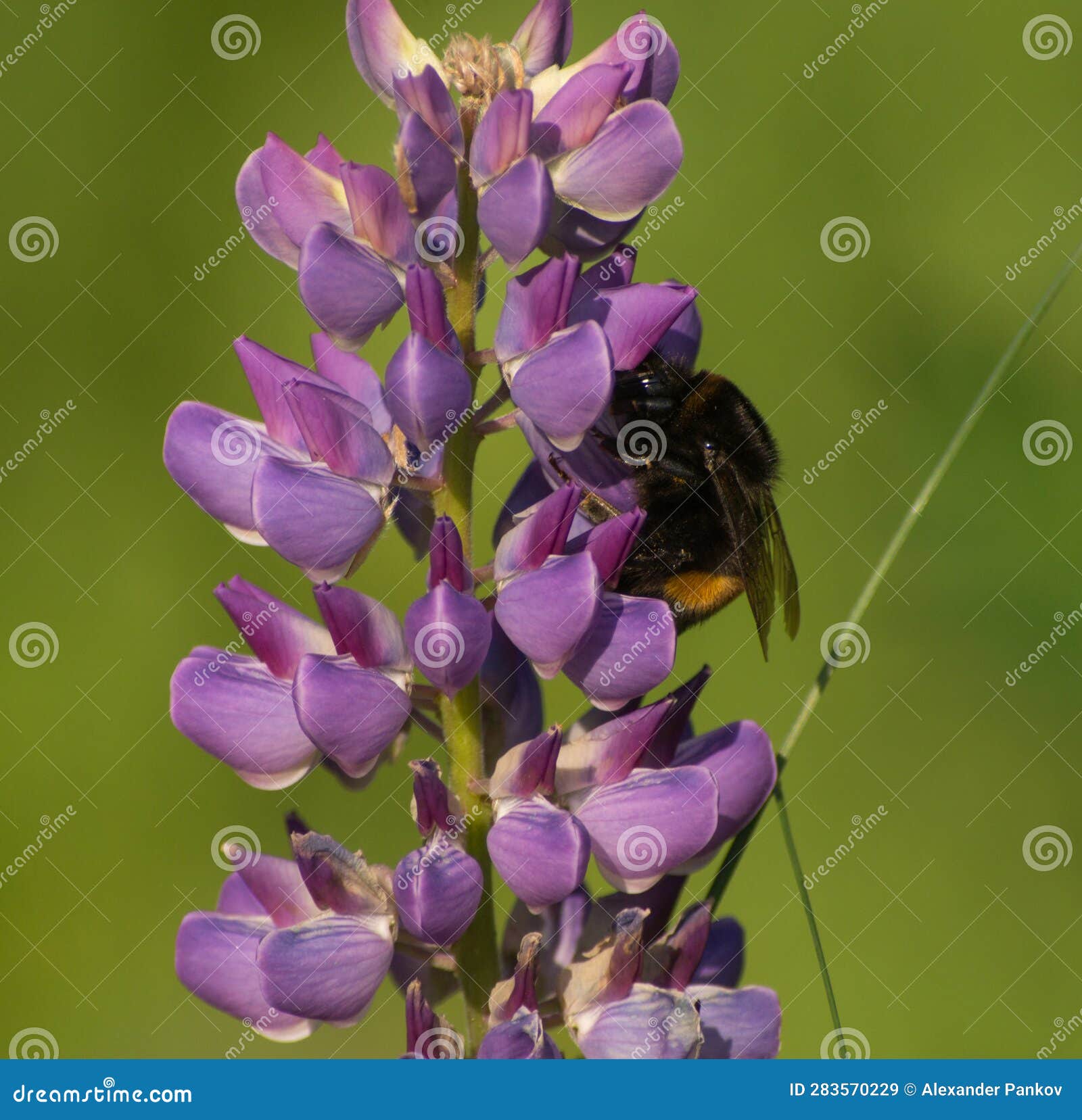 A Bumblebee Sitting on a Lupine Flower Stock Image - Image of perennis, insect: 283570229