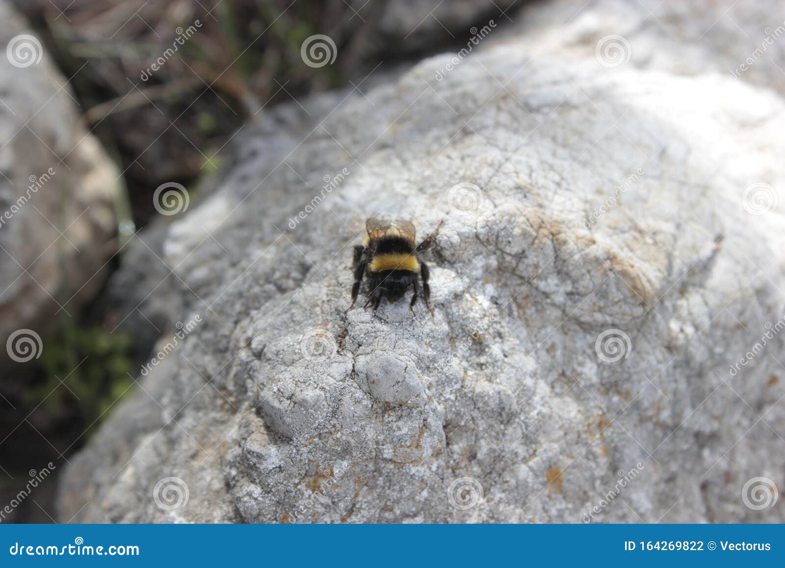 Bumblebee on a Stone Surface Stock Photo - Image of wildlife, animal ...