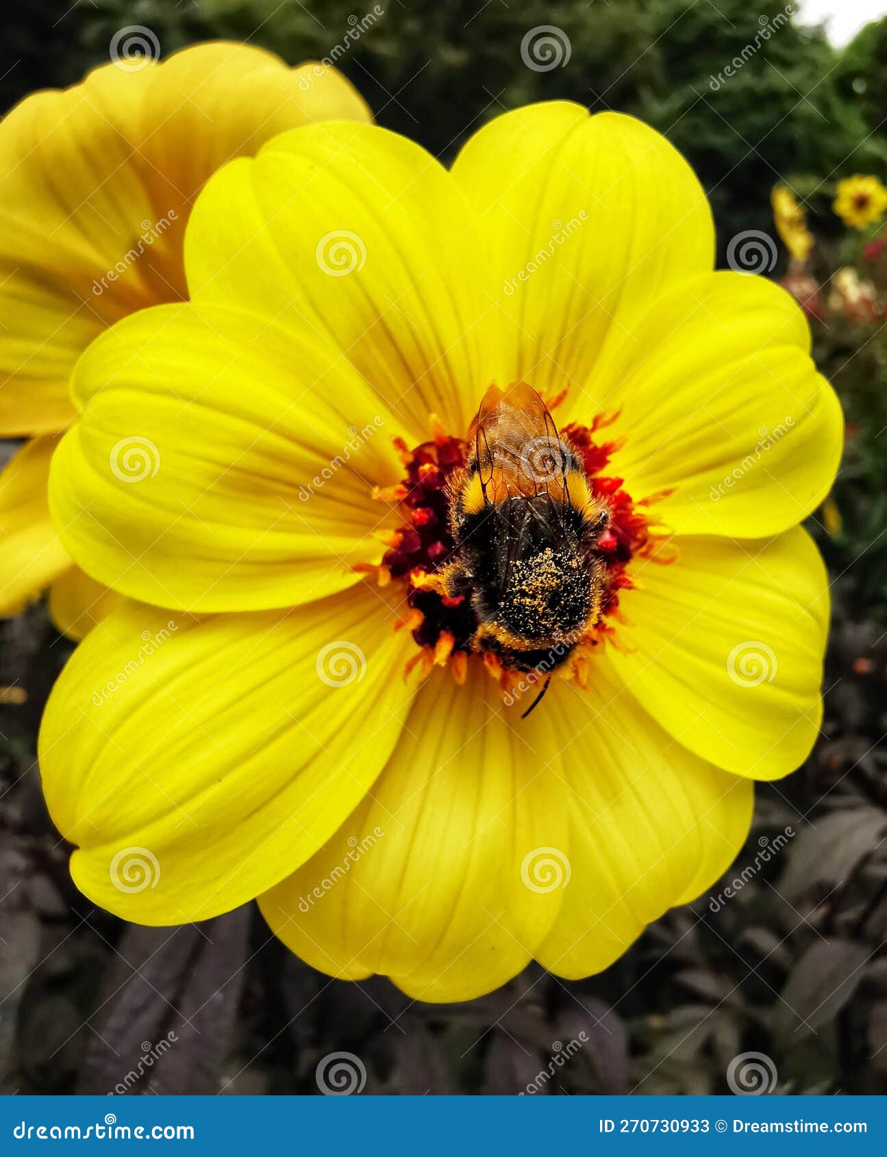 A Bumblebee Taking Off From A Butterfly Lilac Flower. The Bumblebee Is ...