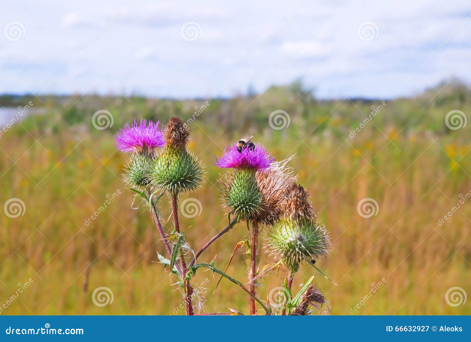 Bumblebee on Thistle Flower Stock Image - Image of bloom, blossoming ...