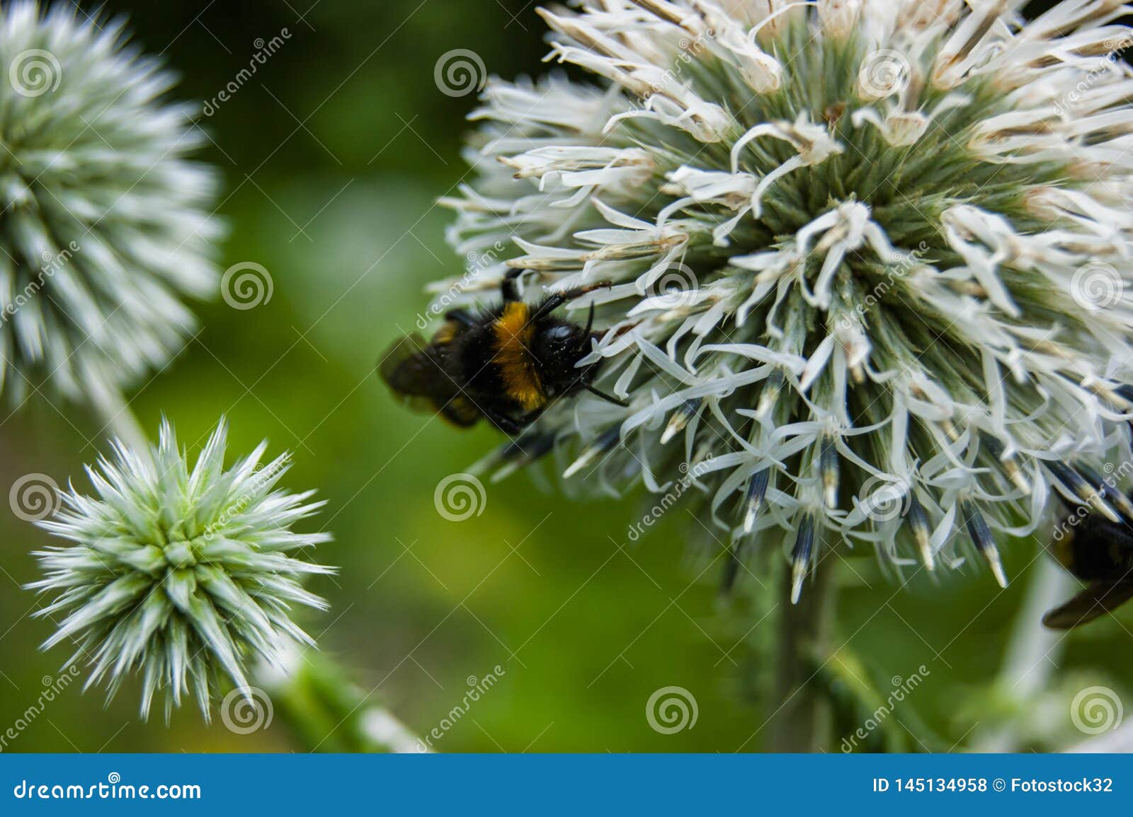 Bumblebee on the Thorn. Macro Shooting Stock Photo - Image of color ...