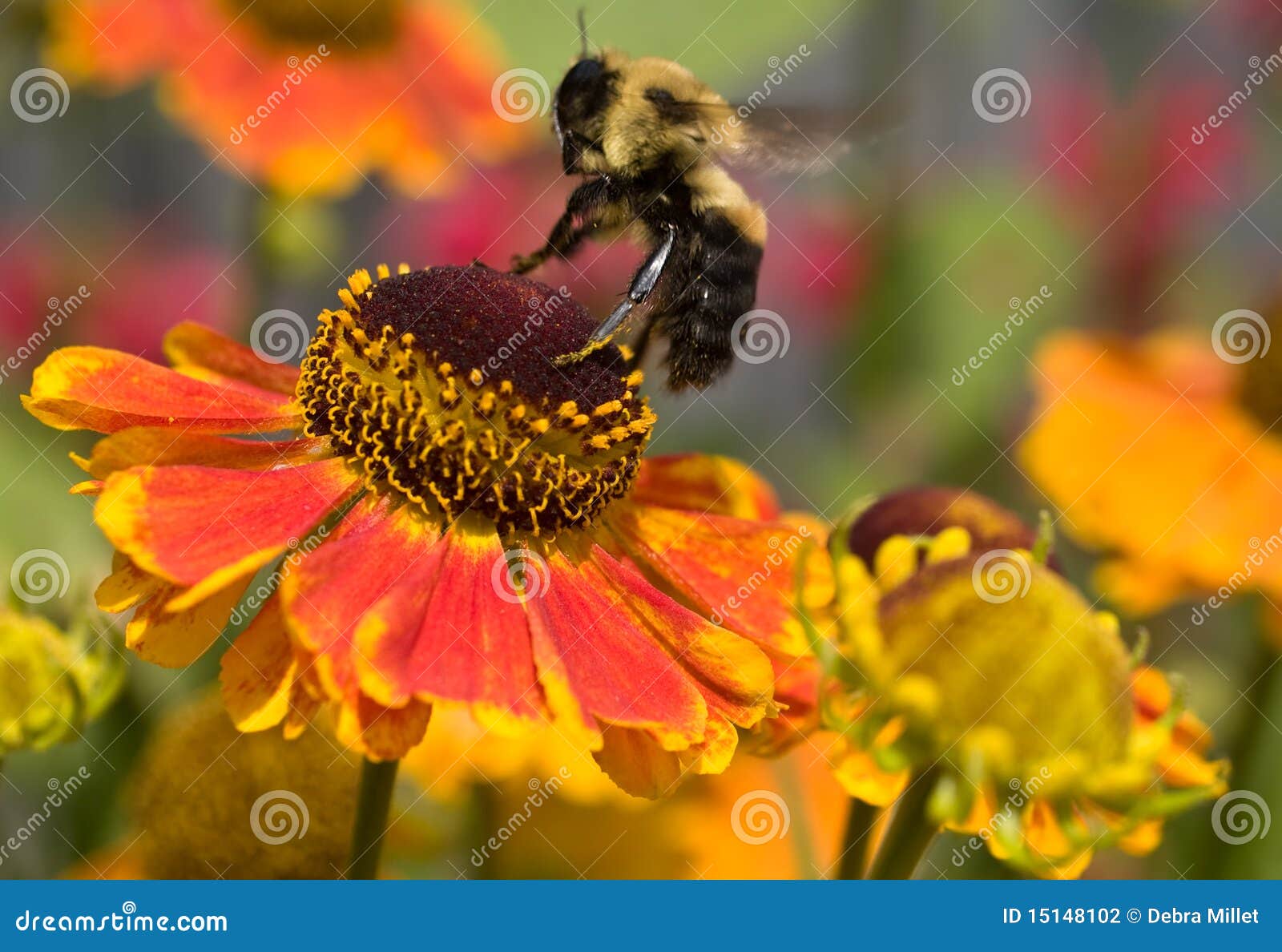 Bumblebee about To Land on a Flower Stock Photo - Image of landing ...