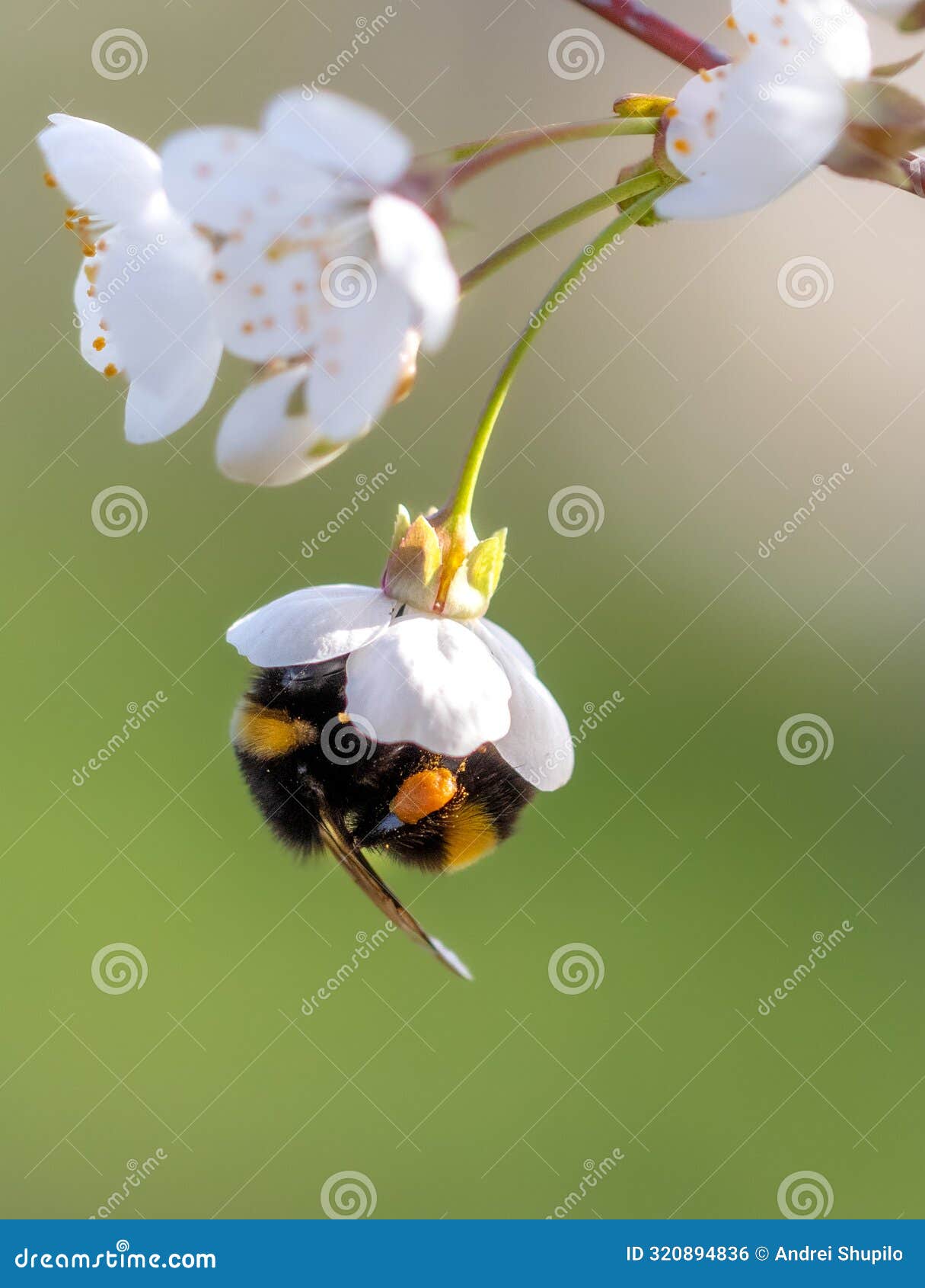 Bumblebee on a Tree Flower in Nature. Macro Stock Photo - Image of ...