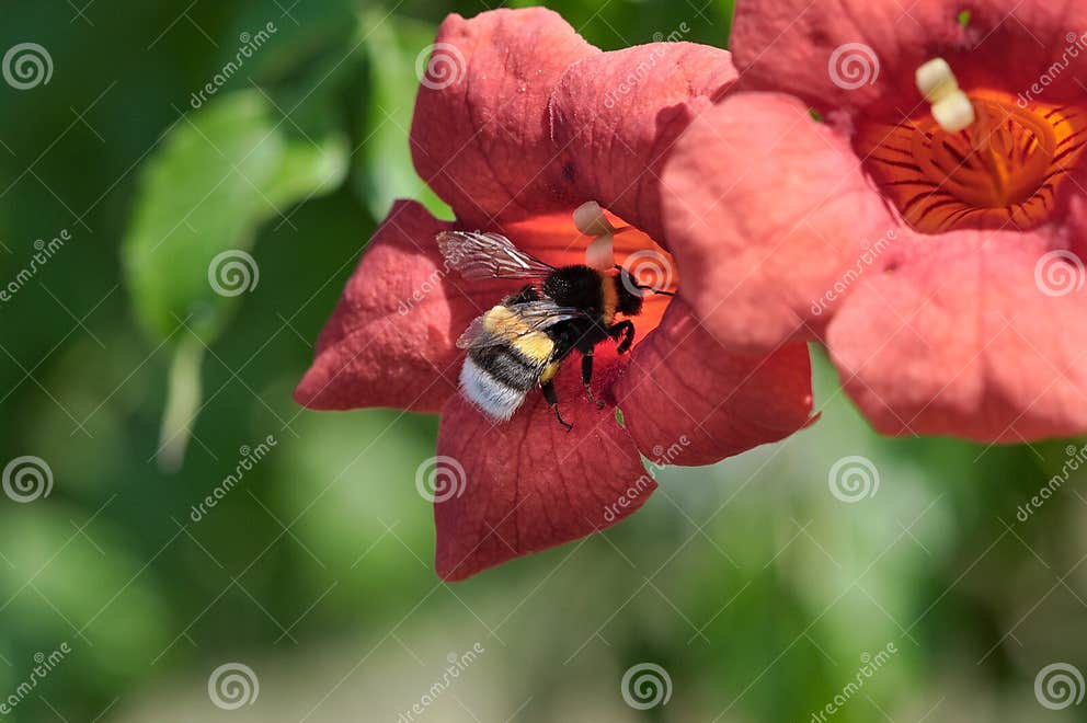 Bumblebee and Trumpet Creeper Stock Image - Image of pollenized ...