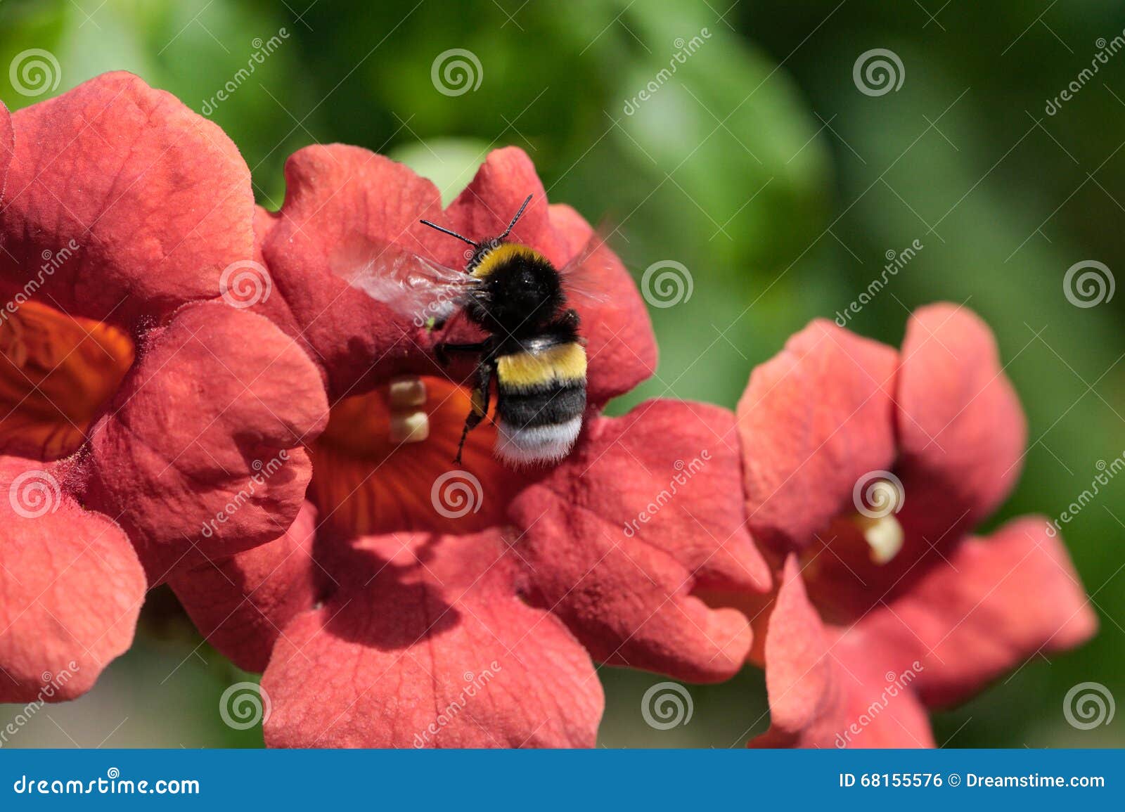 Bumblebee and Trumpet Creeper Stock Photo - Image of dusting, beauty ...