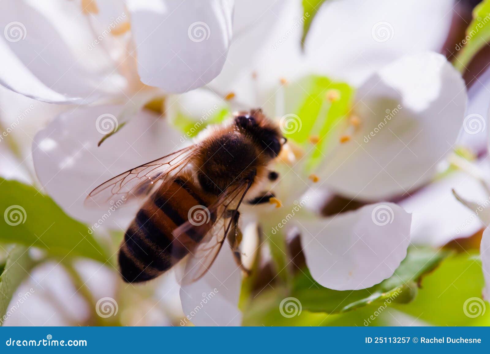 Bumblebee Up Close stock image. Image of detail, entomology - 25113257