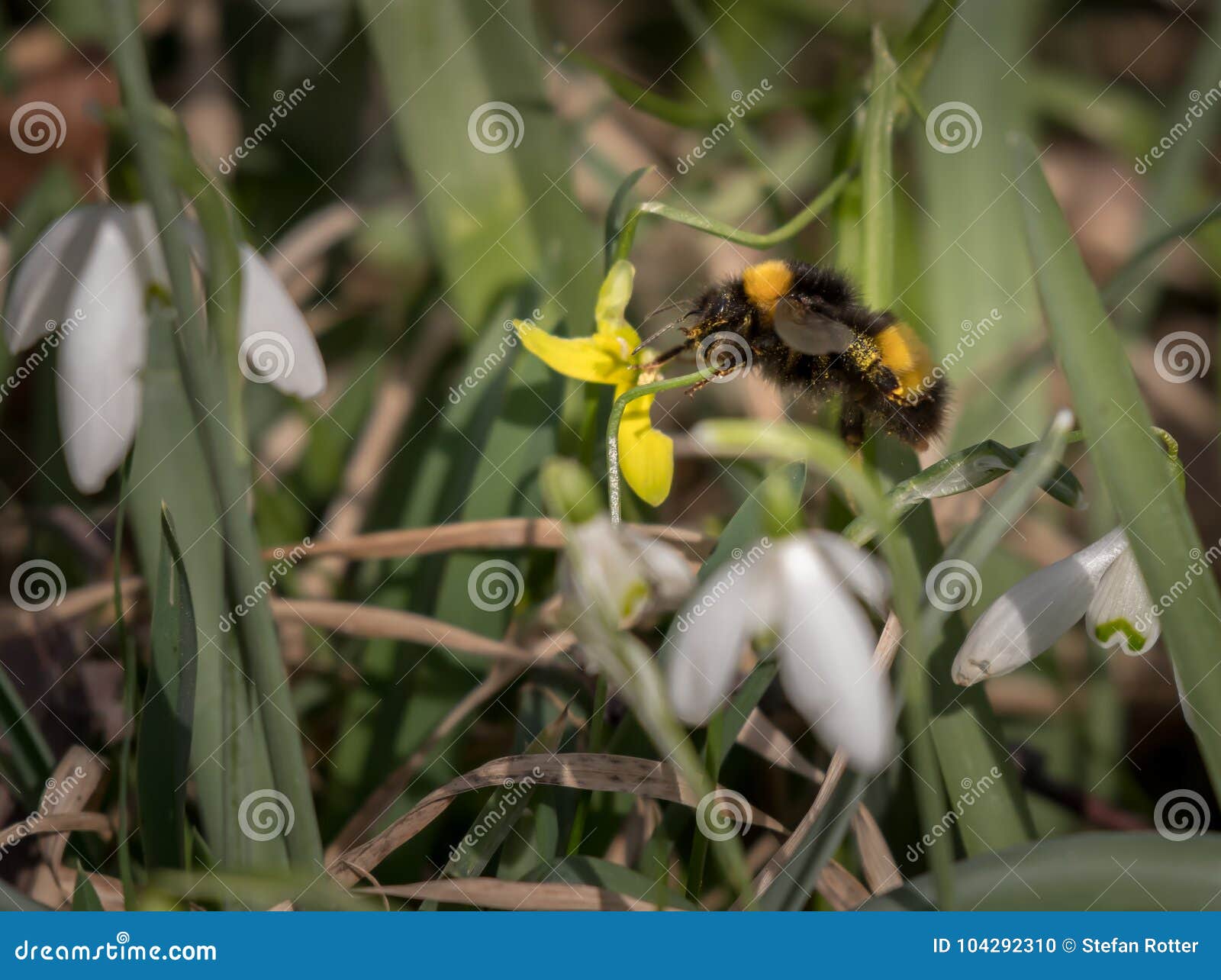 A Bumblebee Visiting a Yellow Flower in Spring Stock Photo - Image of ...