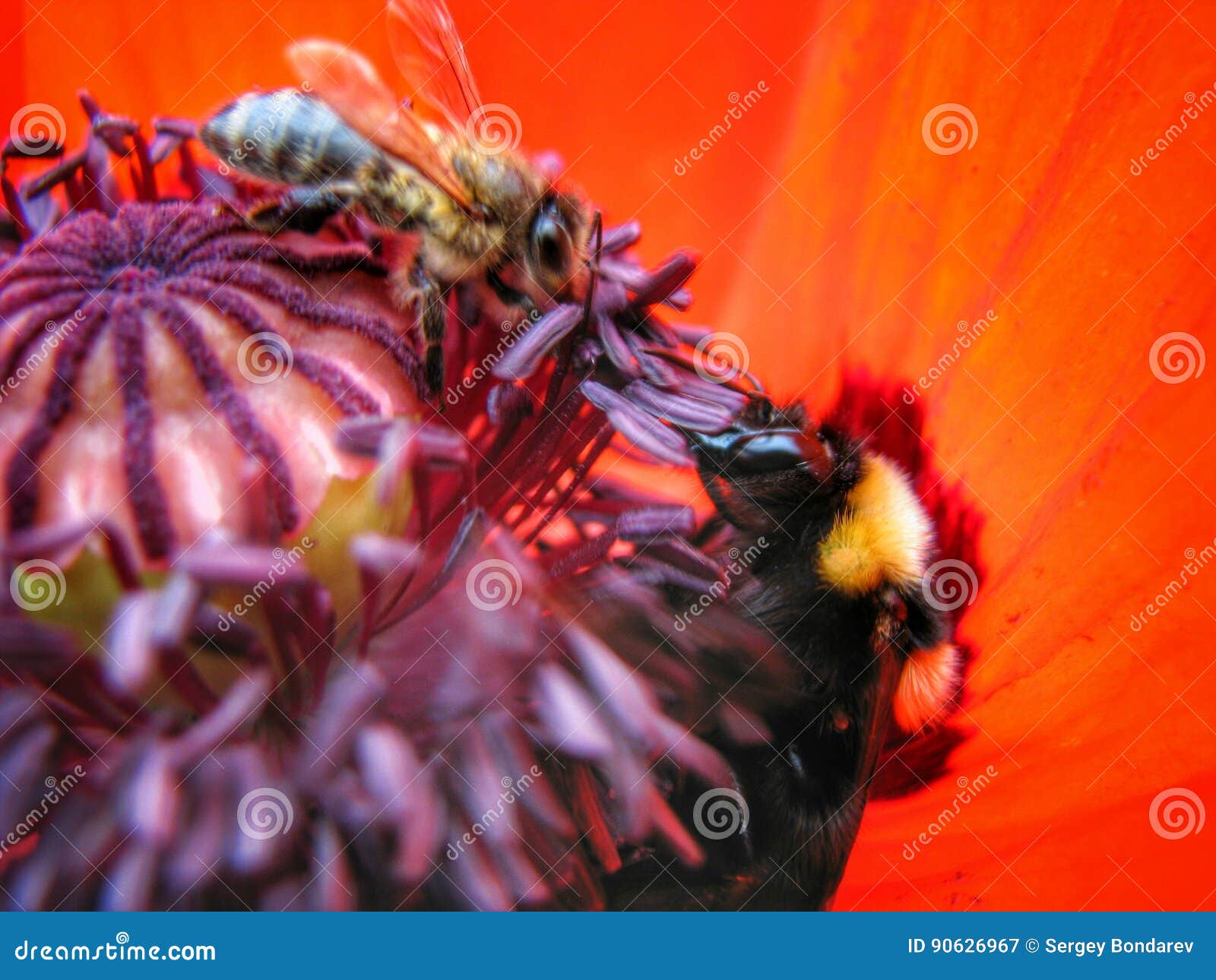 Bumblebee stock image. Image of wasp, flower, talking - 90626967