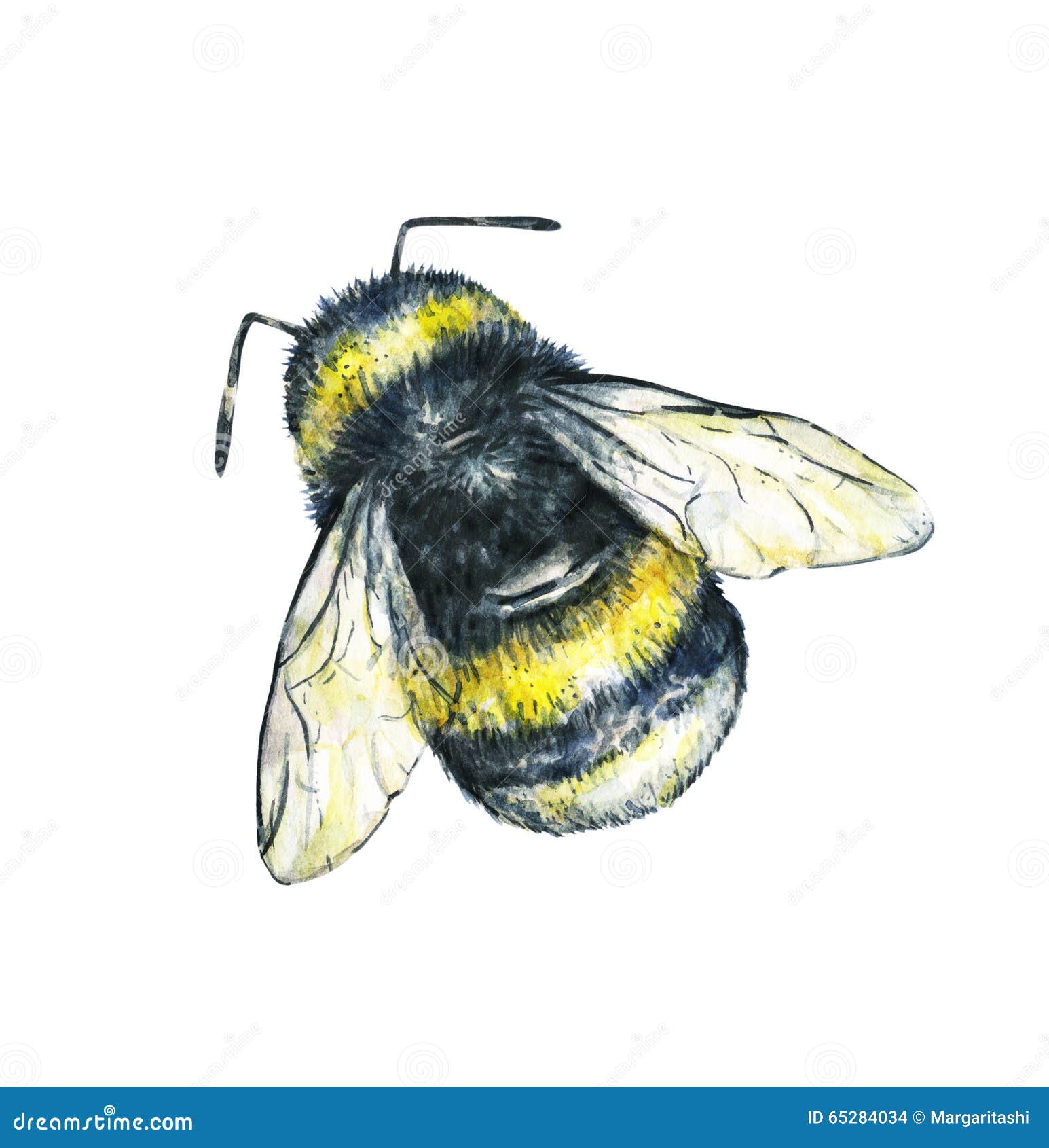 Bumblebee On A White Background. Watercolor Drawing. Insects Art ...