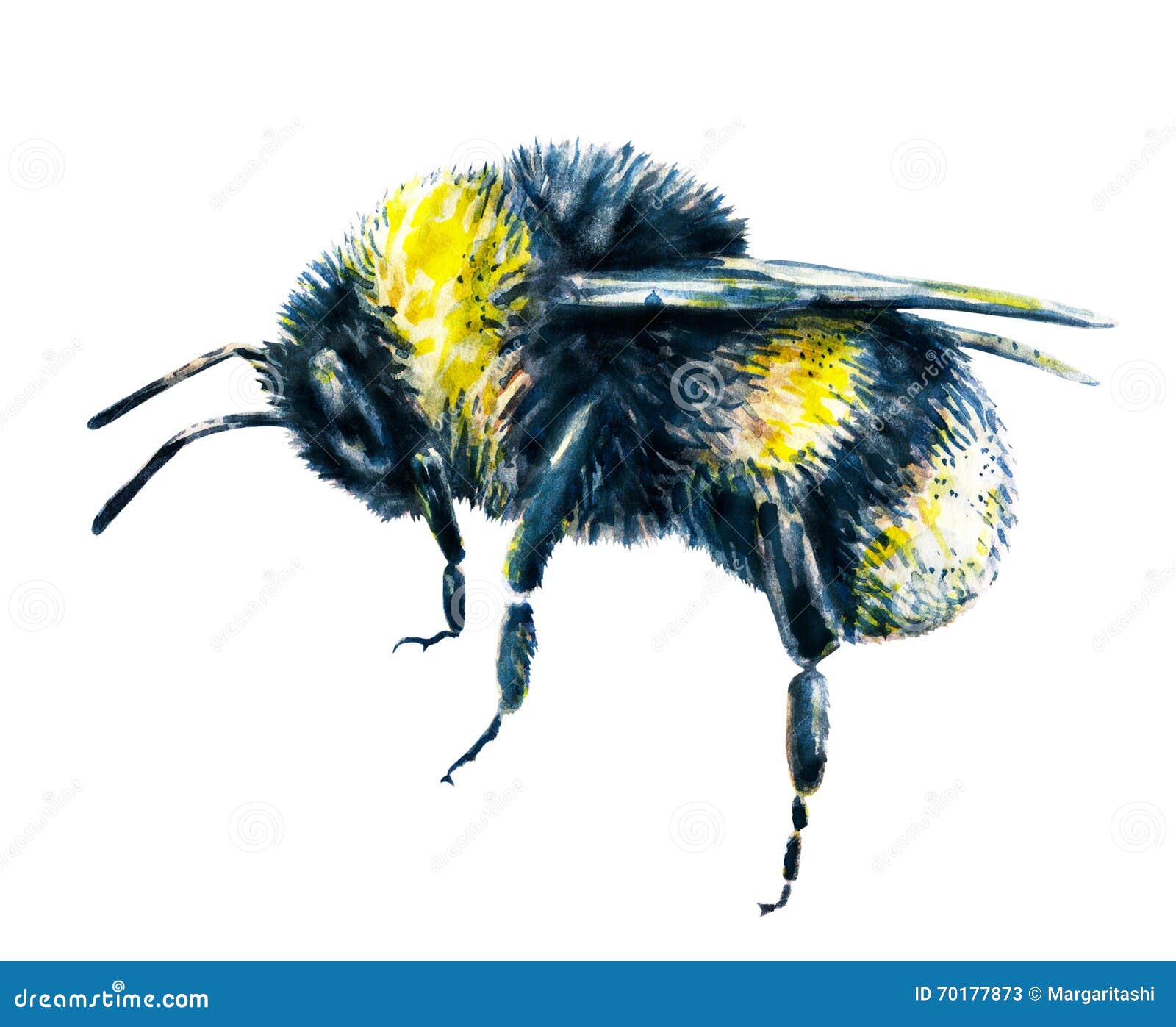 Bumblebee On A White Background. Watercolor Drawing. Insects Art ...