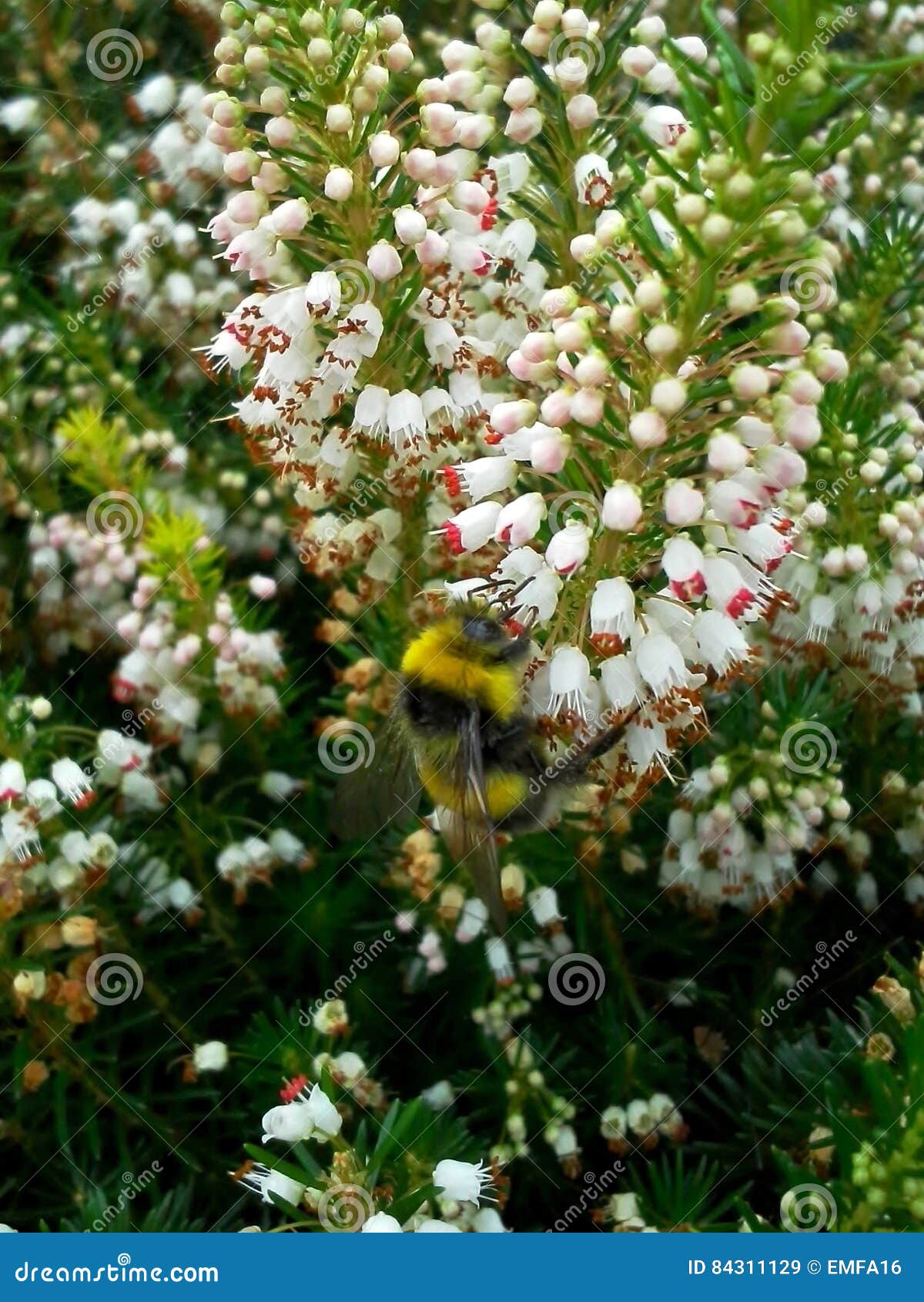 Bumblebee on White Heather 3 Stock Image - Image of arthropod, flowers ...