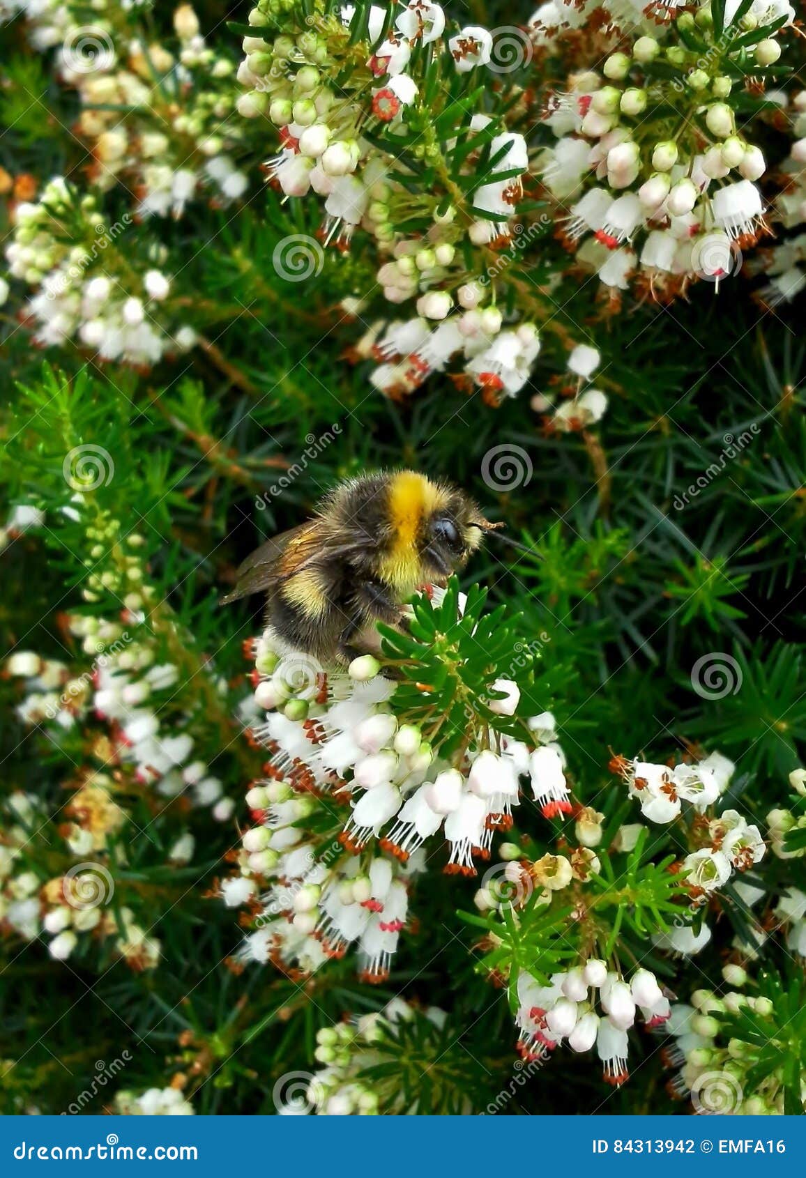 Bumblebee on White Heather 4 Stock Photo - Image of heather, arthropod ...