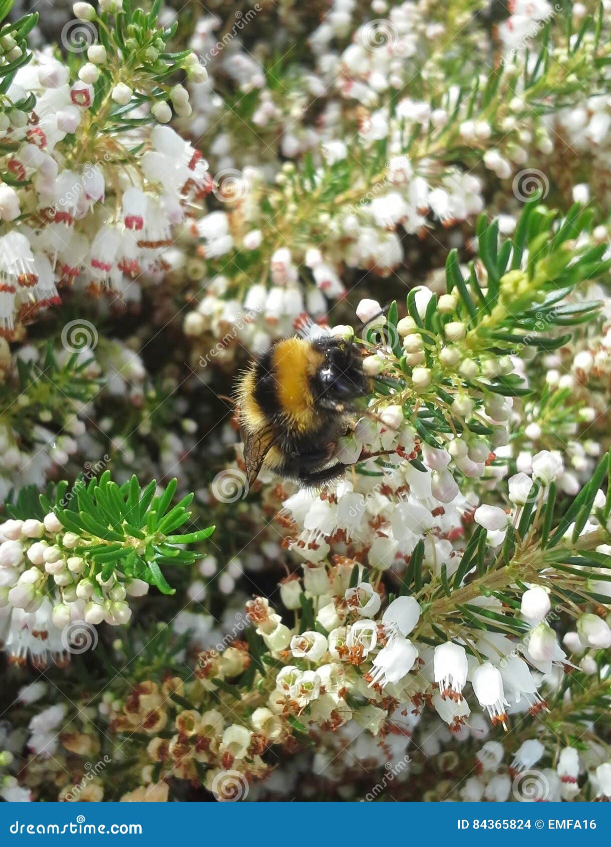Bumblebee on White Heather 7 Stock Photo - Image of invertebrate ...