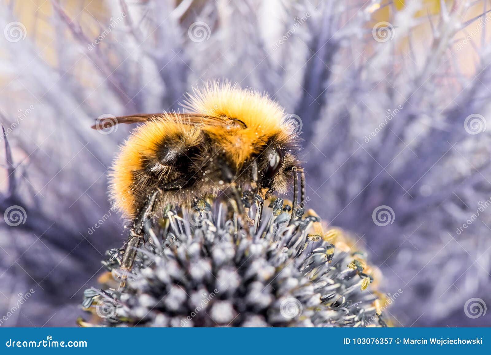 Bumblebee , Bumble Bee - Working Purple Flower - Side View Stock Image ...