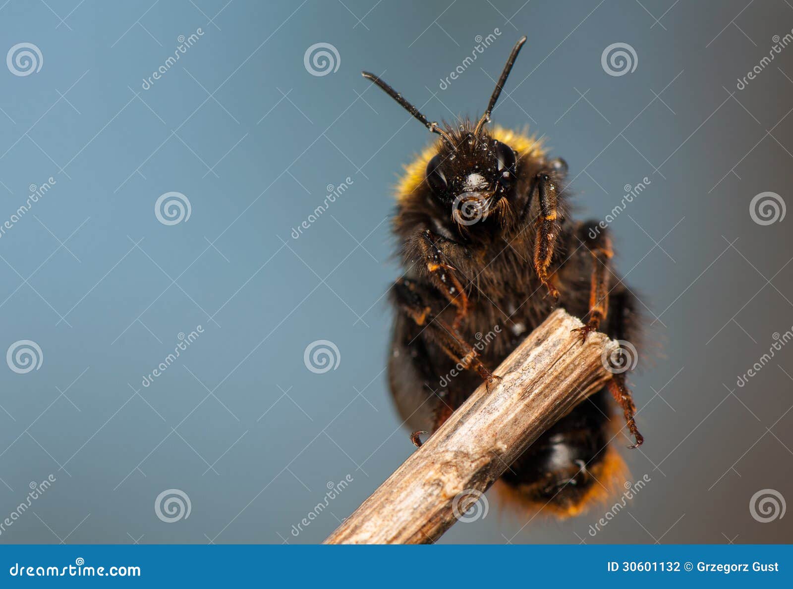 Bumblebee stock photo. Image of wild, bombus, wing, bumblebee - 30601132
