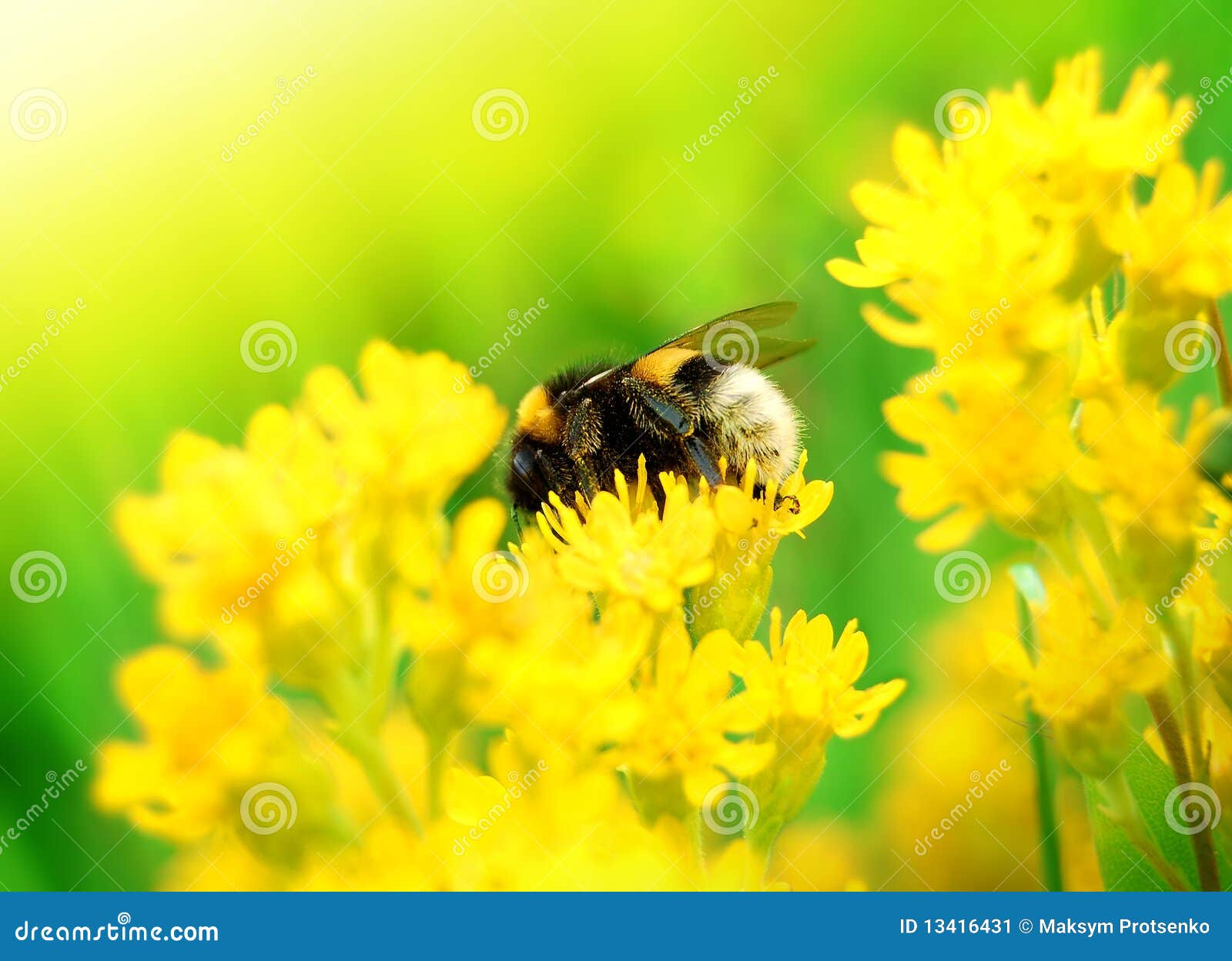 Bumblebee on Yellow Flower stock image. Image of leaf - 13416431
