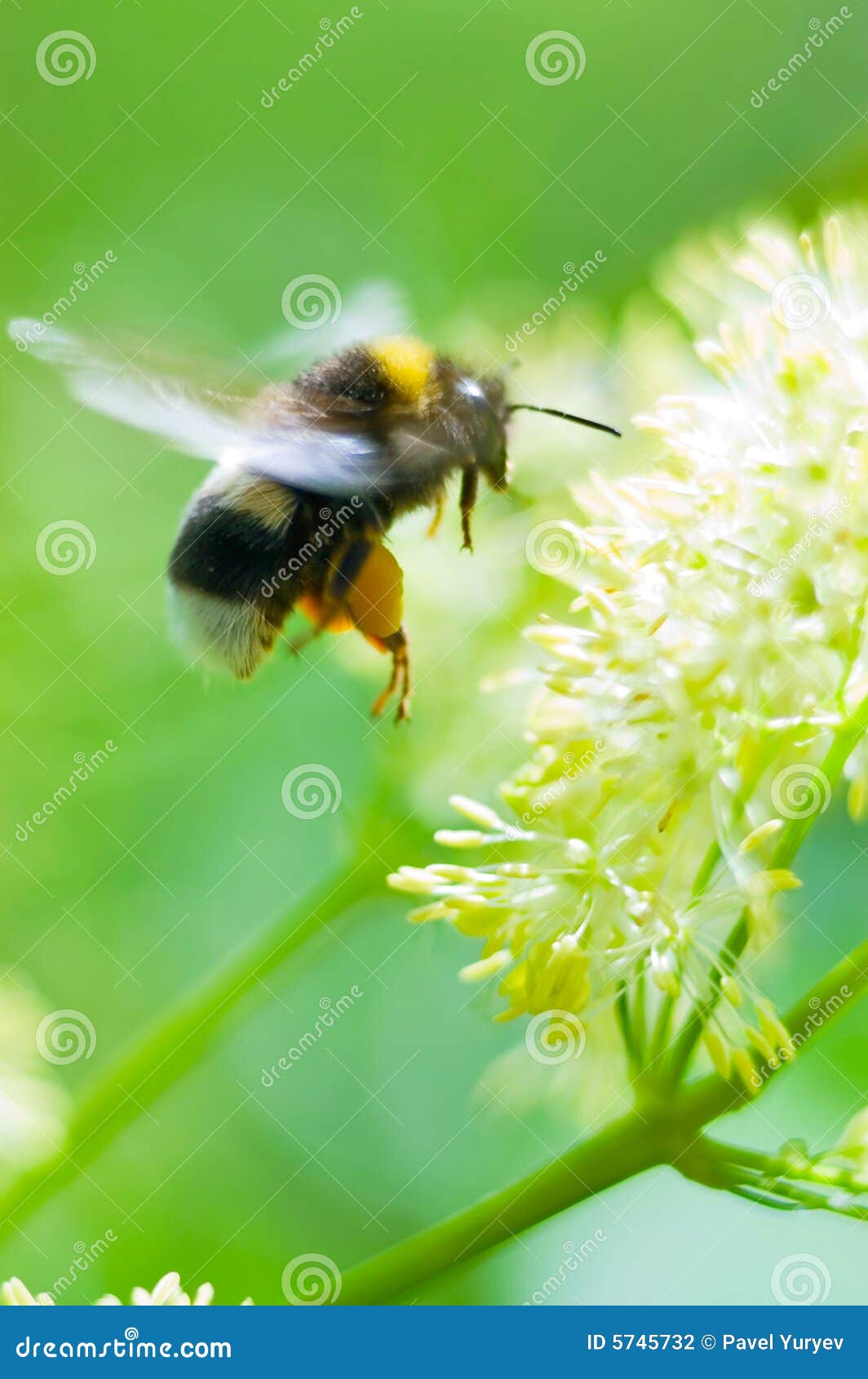 Bumblebee on a Yellow Flower Stock Photo - Image of bumblebee, close ...