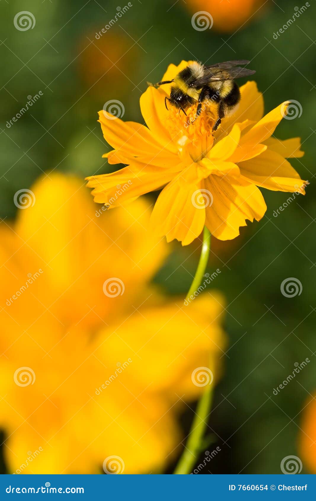 Bumblebee on yellow flower stock photo. Image of leaf - 7660654