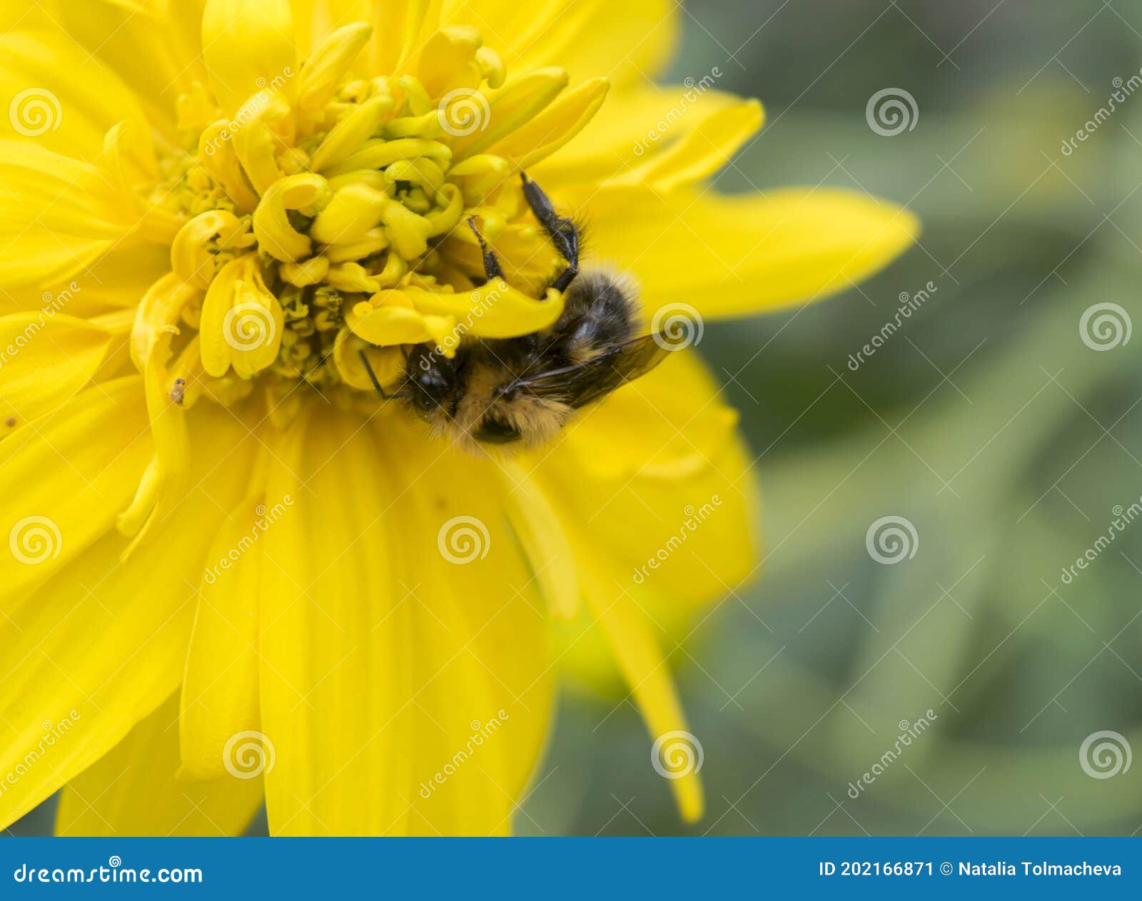 Bumblebee on a Yellow Flower from Below Stock Image - Image of wings ...