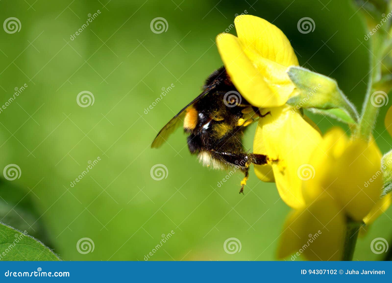 Bumblebee on yellow flower stock photo. Image of color - 94307102