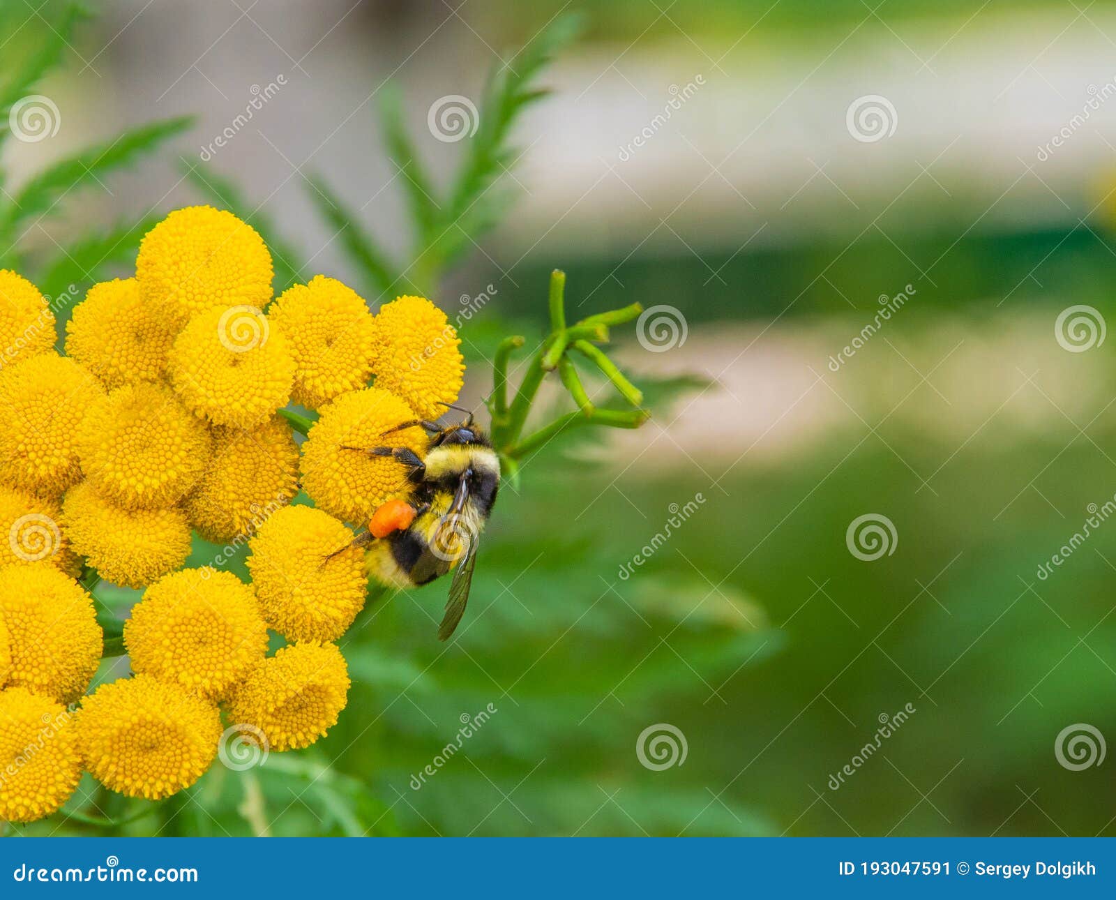 Bumblebee on the Yellow Flower, Busy Like a Bee Stock Image - Image of ...