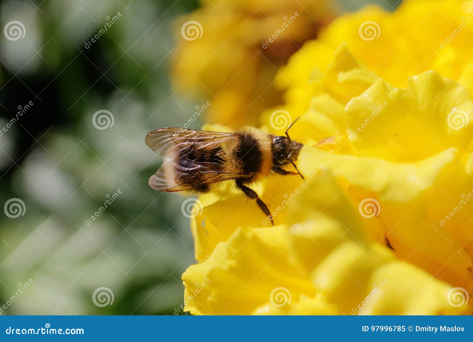 Bumblebee on yellow flower stock image. Image of beauty - 97996785