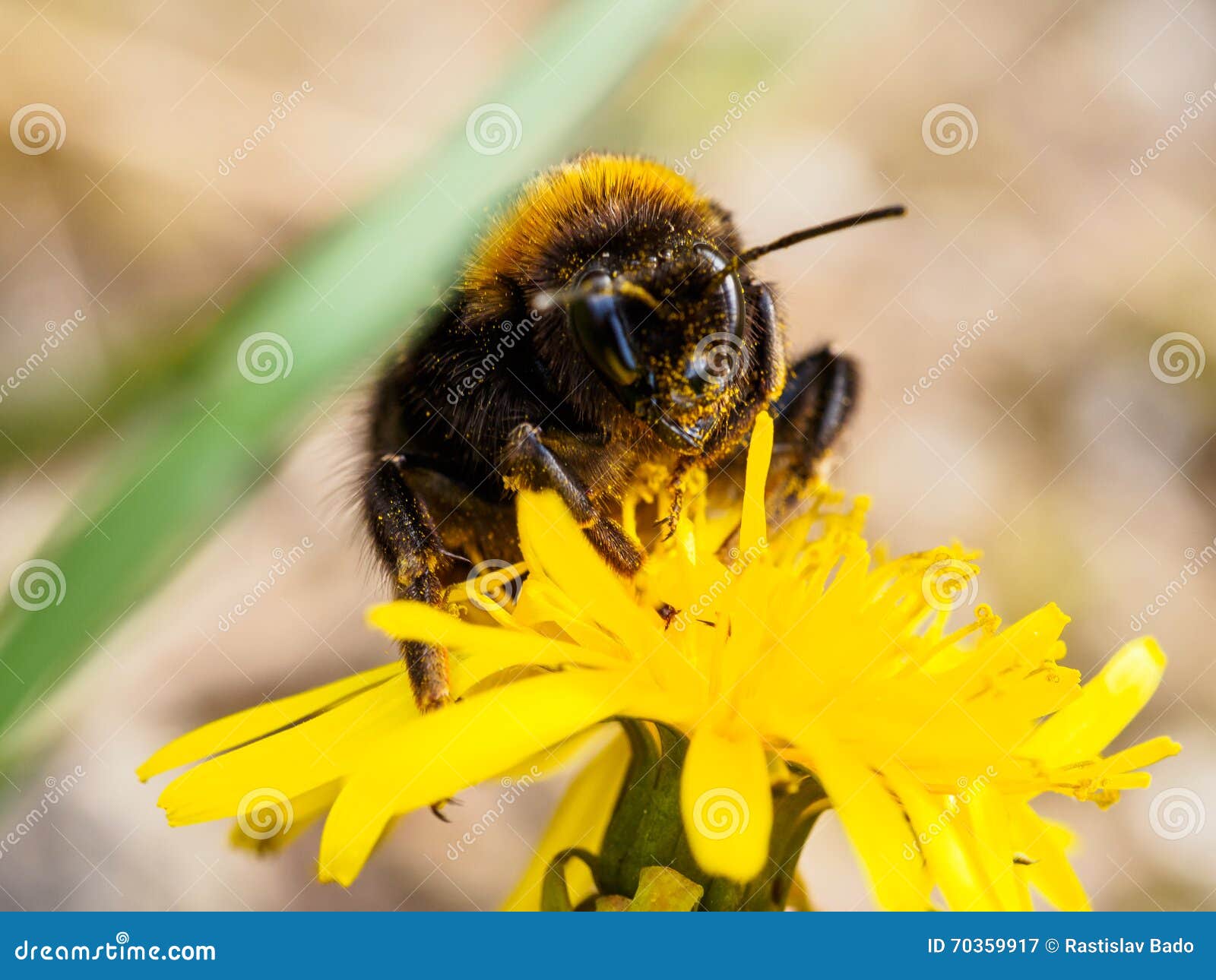 Bumblebee on Yellow Flower 4 Stock Image - Image of food, postcard ...