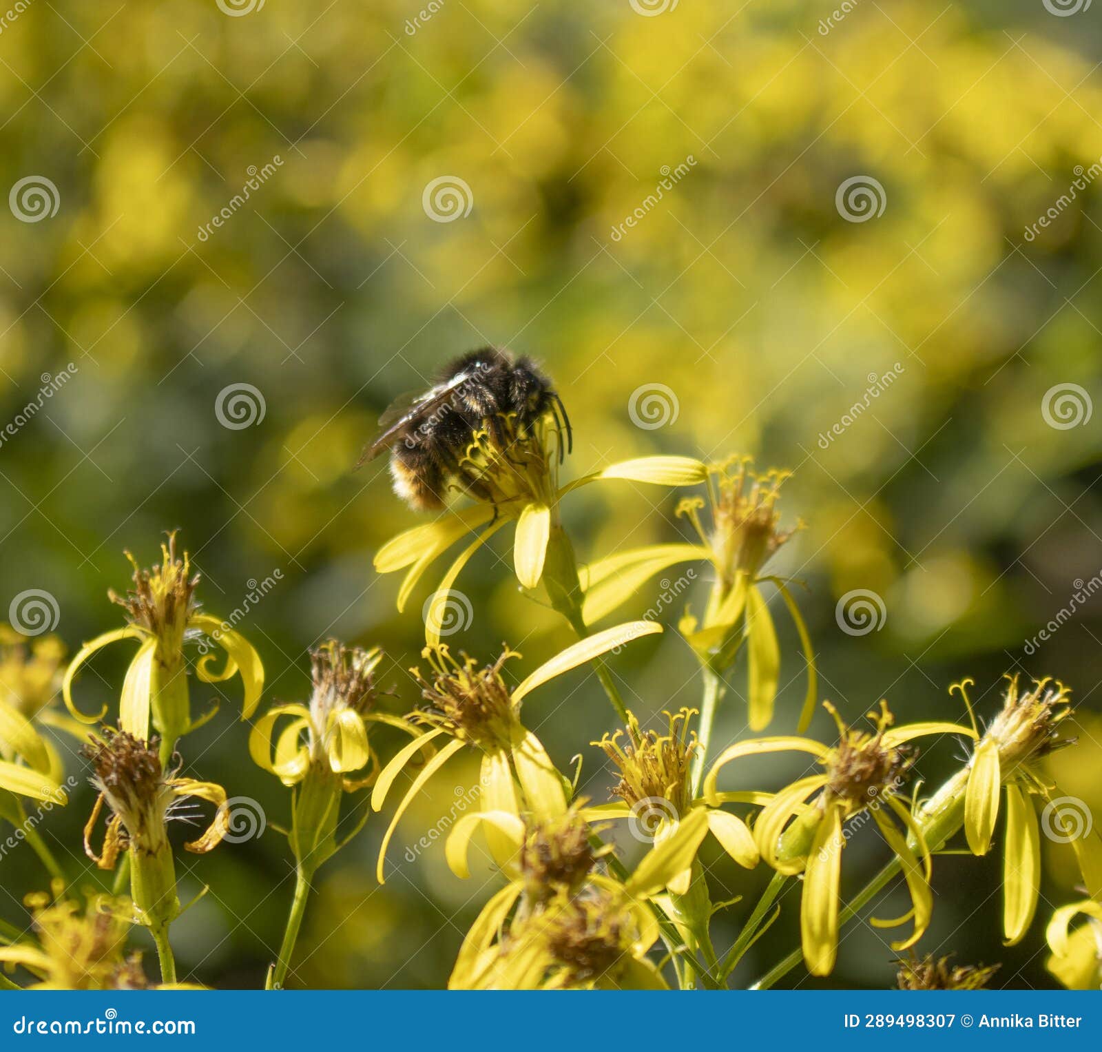 Bumblebee on Yellow Flowers Stock Image - Image of insects, flower ...