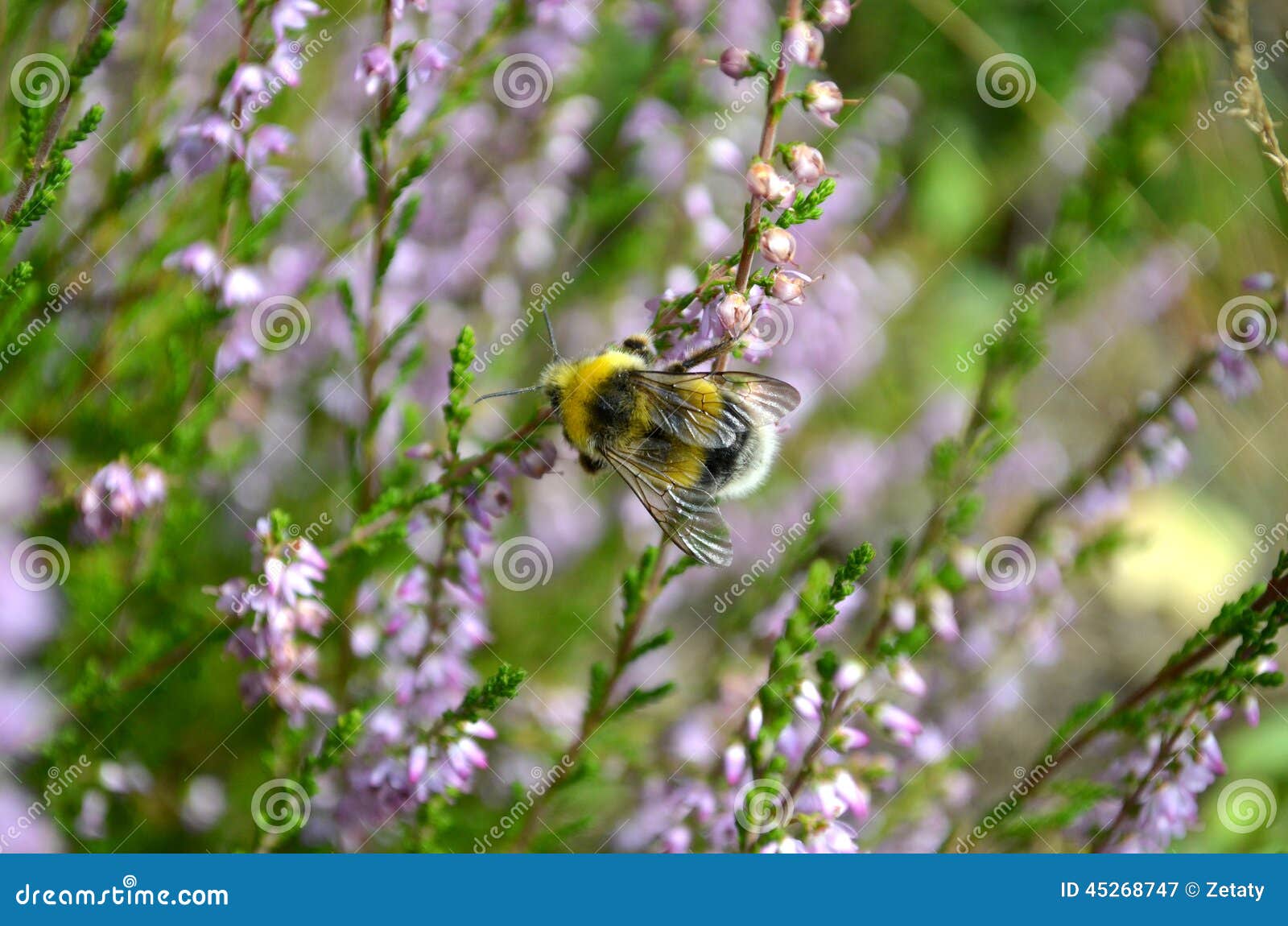 Bumblebee stock image. Image of powers, flowers, pollinate - 45268747