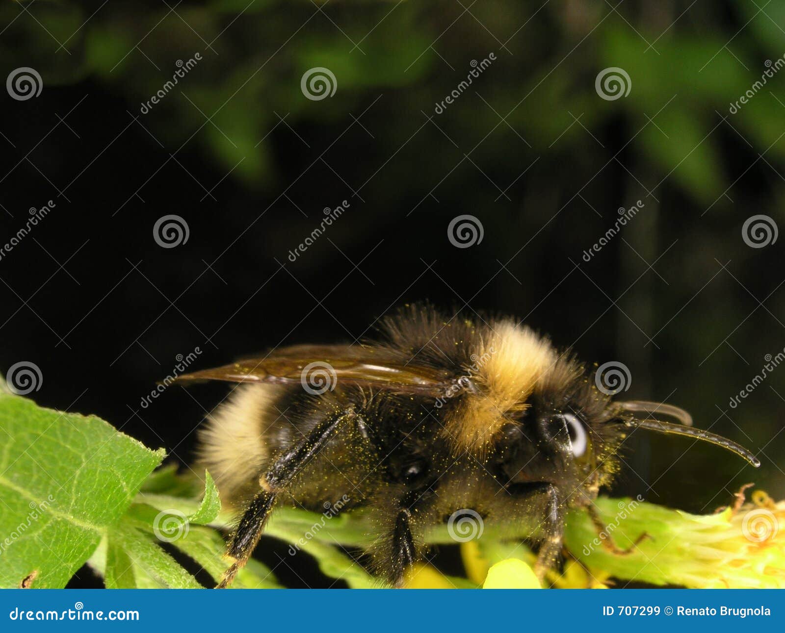 Bumblebees stock image. Image of hymenoptera, talk, closeup - 707299