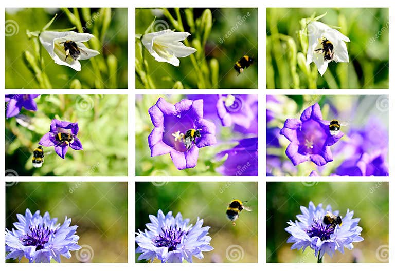 Bumblebees and flowers stock image. Image of spring, flying - 41897309