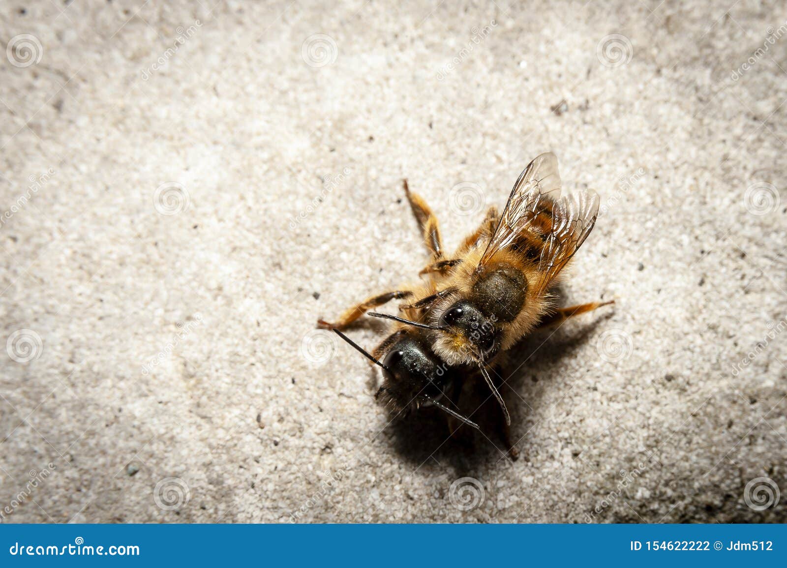 Bumblebees Mating on a Rock, View from Above Stock Photo - Image of ...