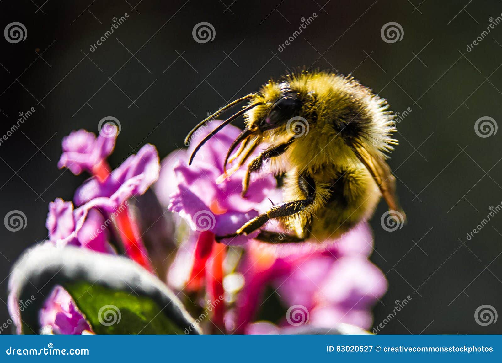 Bumbleebee On Flower Picture. Image: 83020527