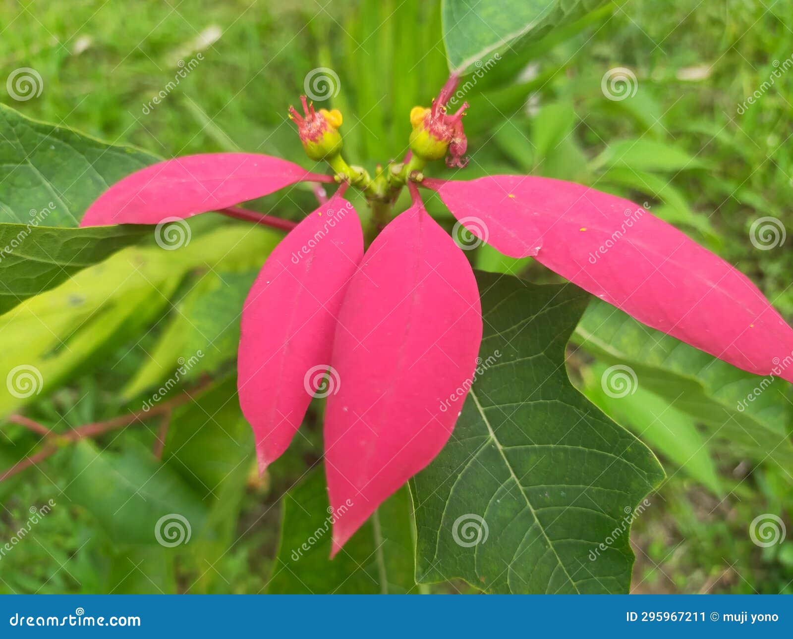 Bumiayu Brebes Central Java Indonesia Red and Green Catsuba Leaves ...