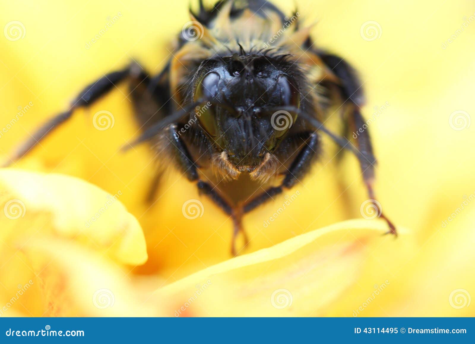 Bumlebee stock image. Image of single, yellow, nature - 43114495